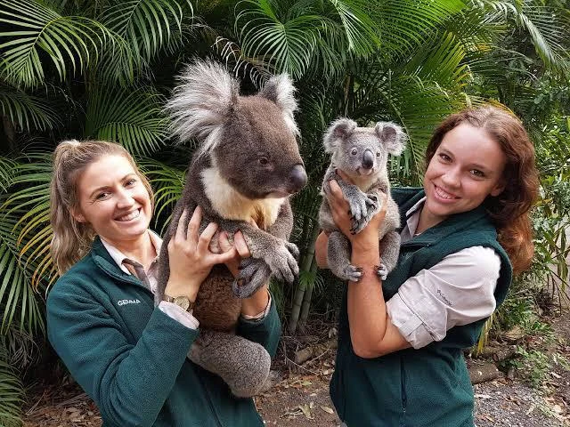 TIL there are two subspecies of Koala | Scrolller