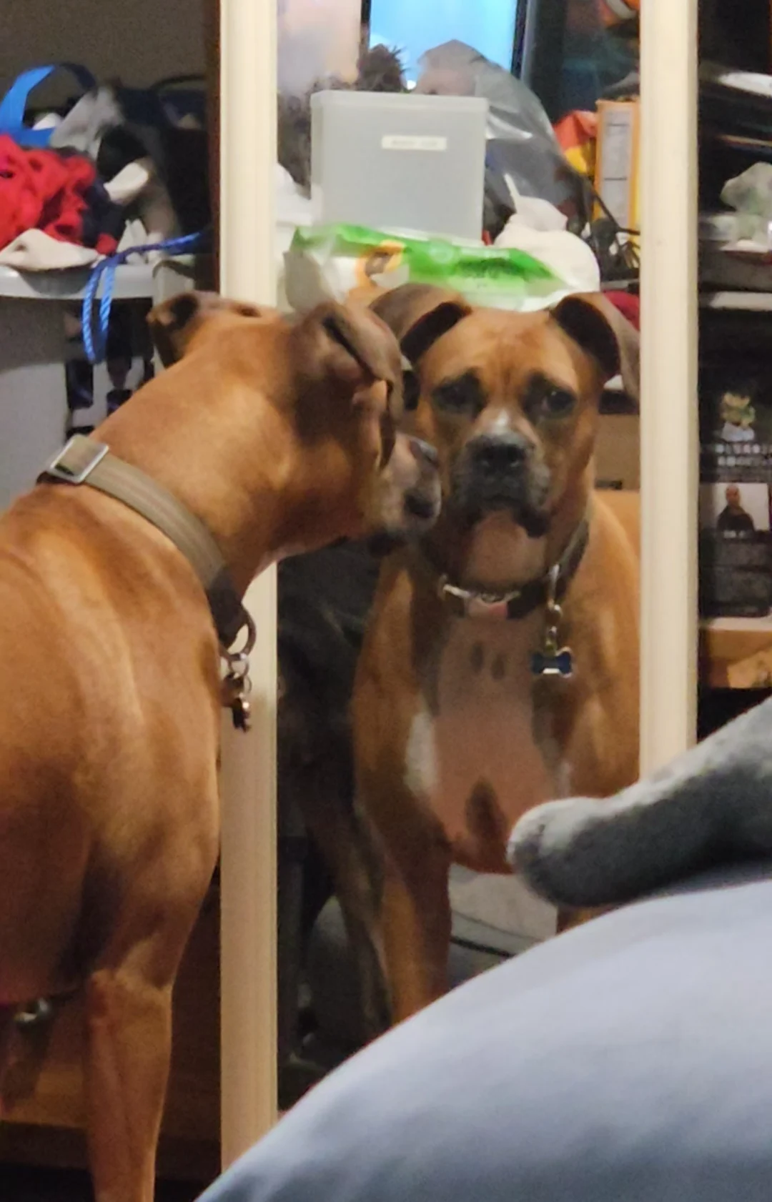 Dogs vs mirrors | Scrolller