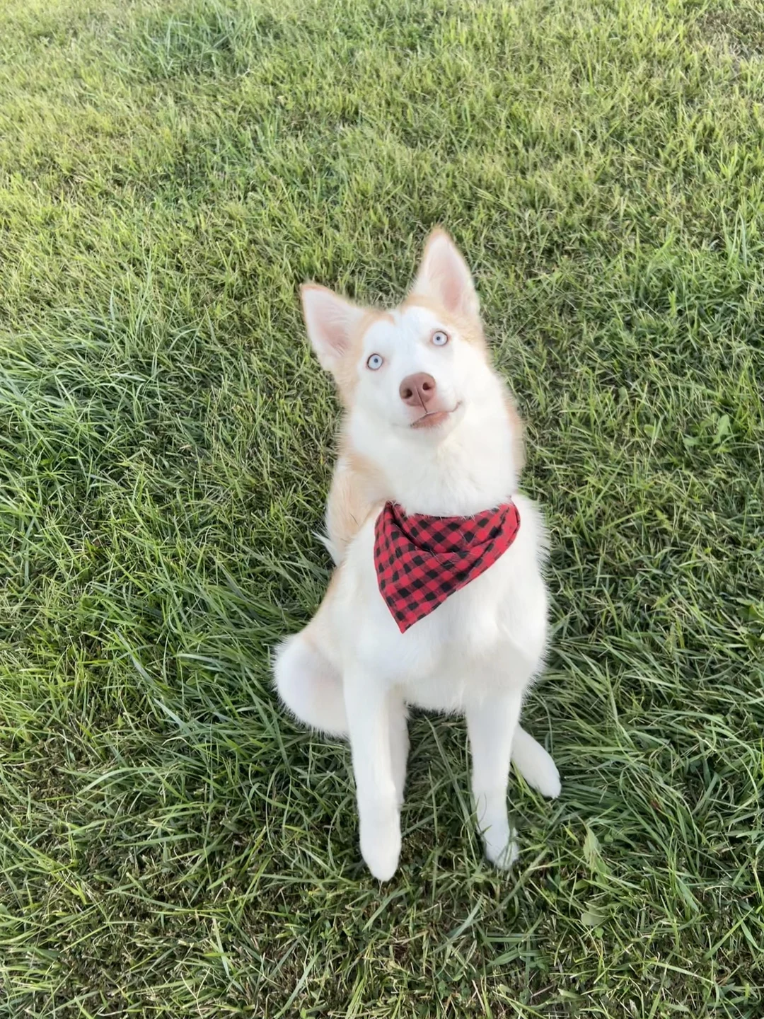 Freshly adopted! Meet Luna! | Scrolller