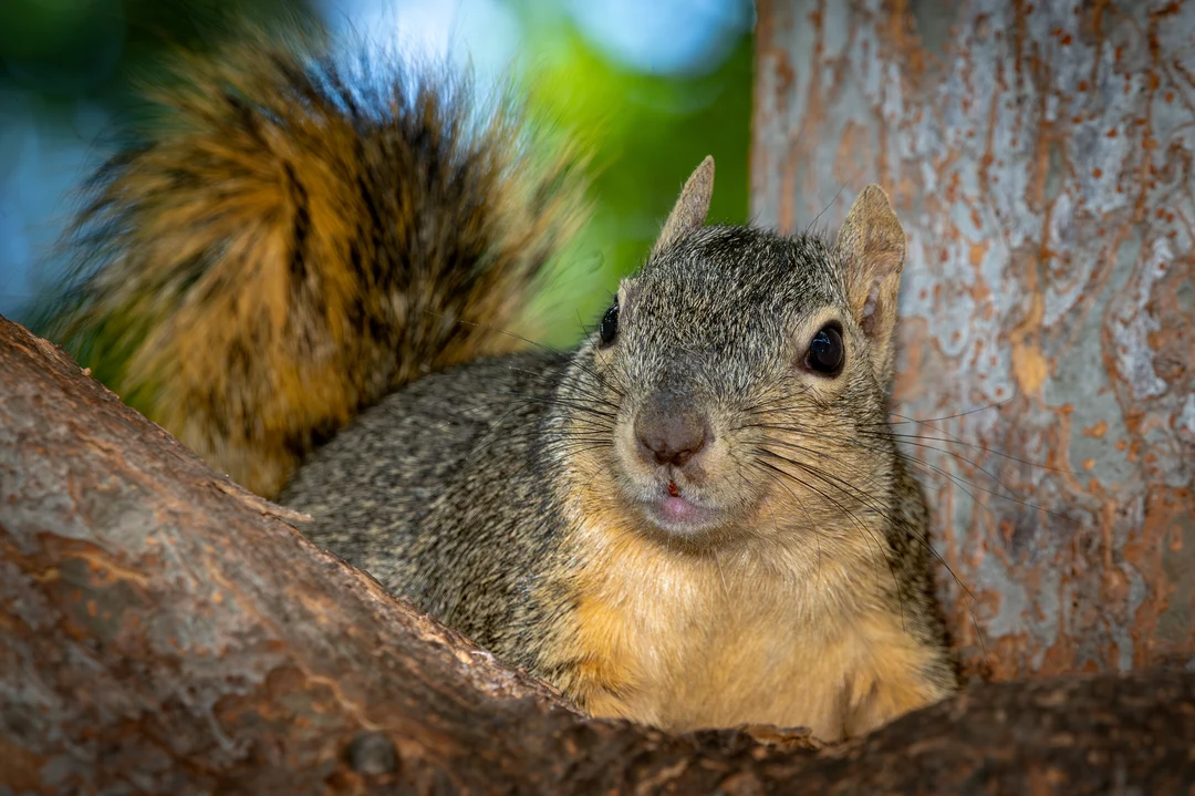 Squirrel | Scrolller