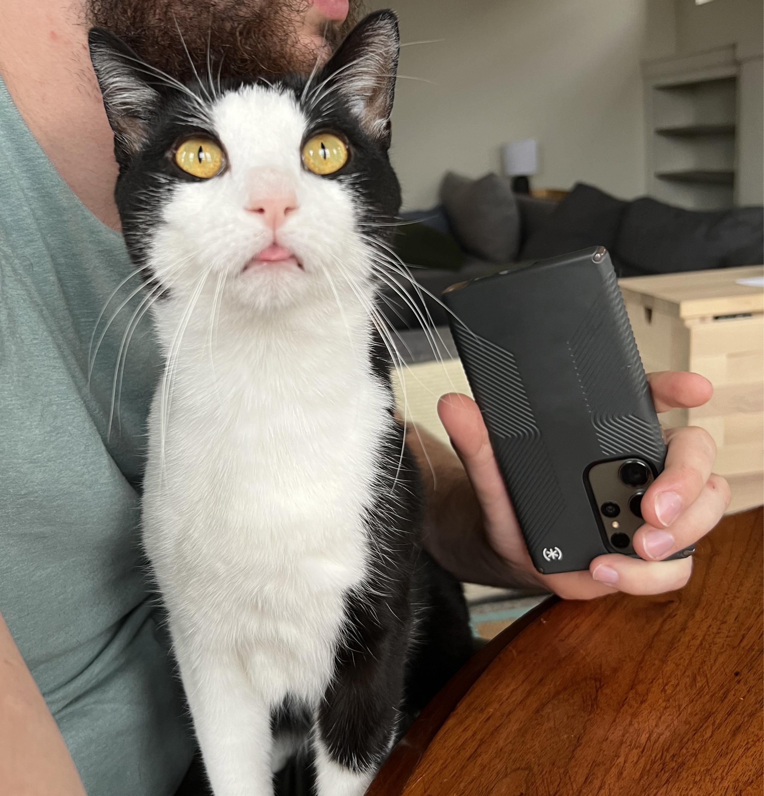 pebble’s blep when he heard the geese | Scrolller