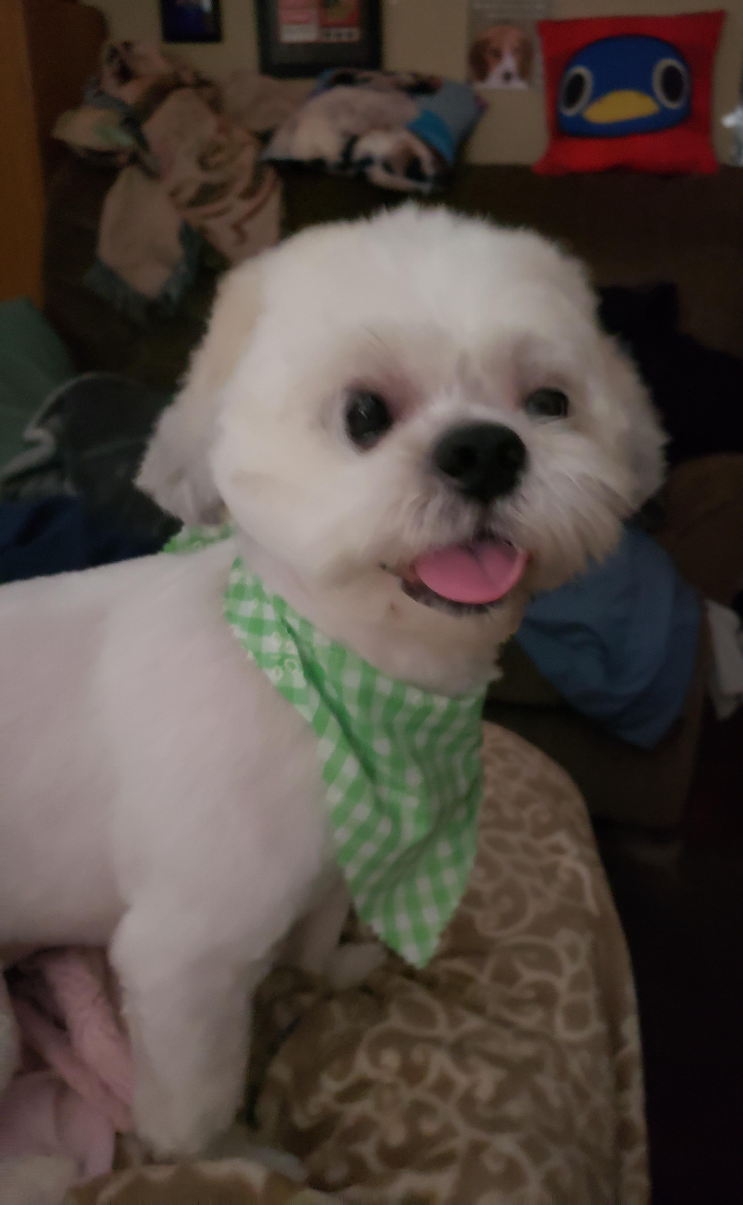 Sasha looking dapper in her bandana 🥰 | Scrolller