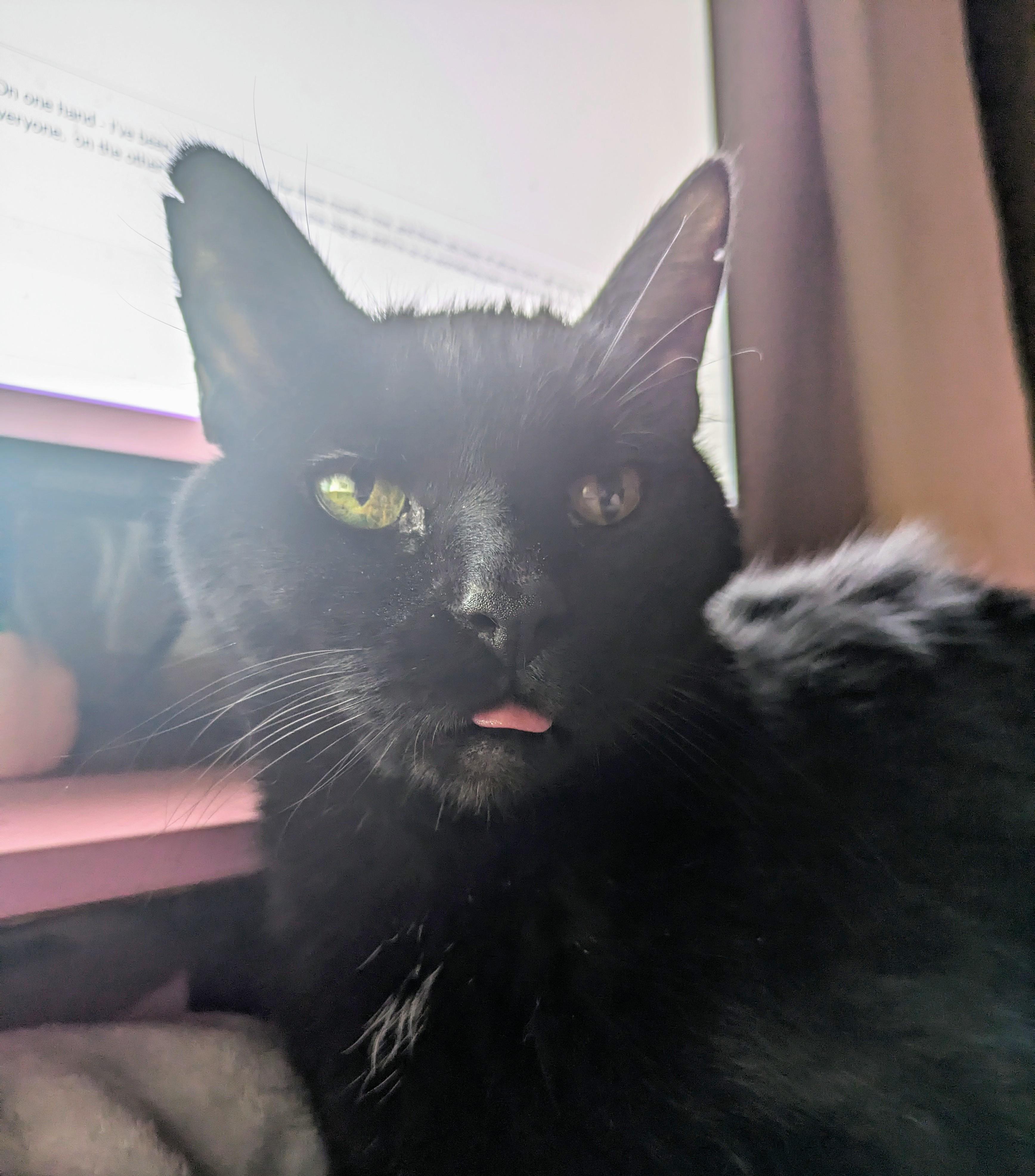 21yo BLEP | Scrolller