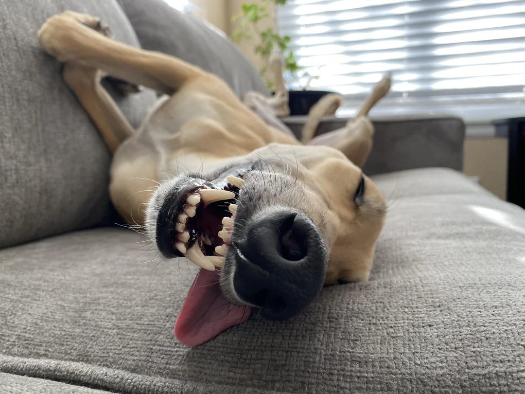 Max doing his ToT | Scrolller