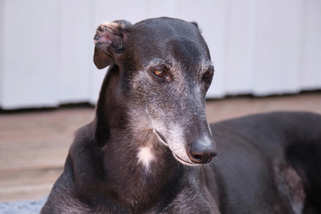 Ellen 🥰 | Scrolller