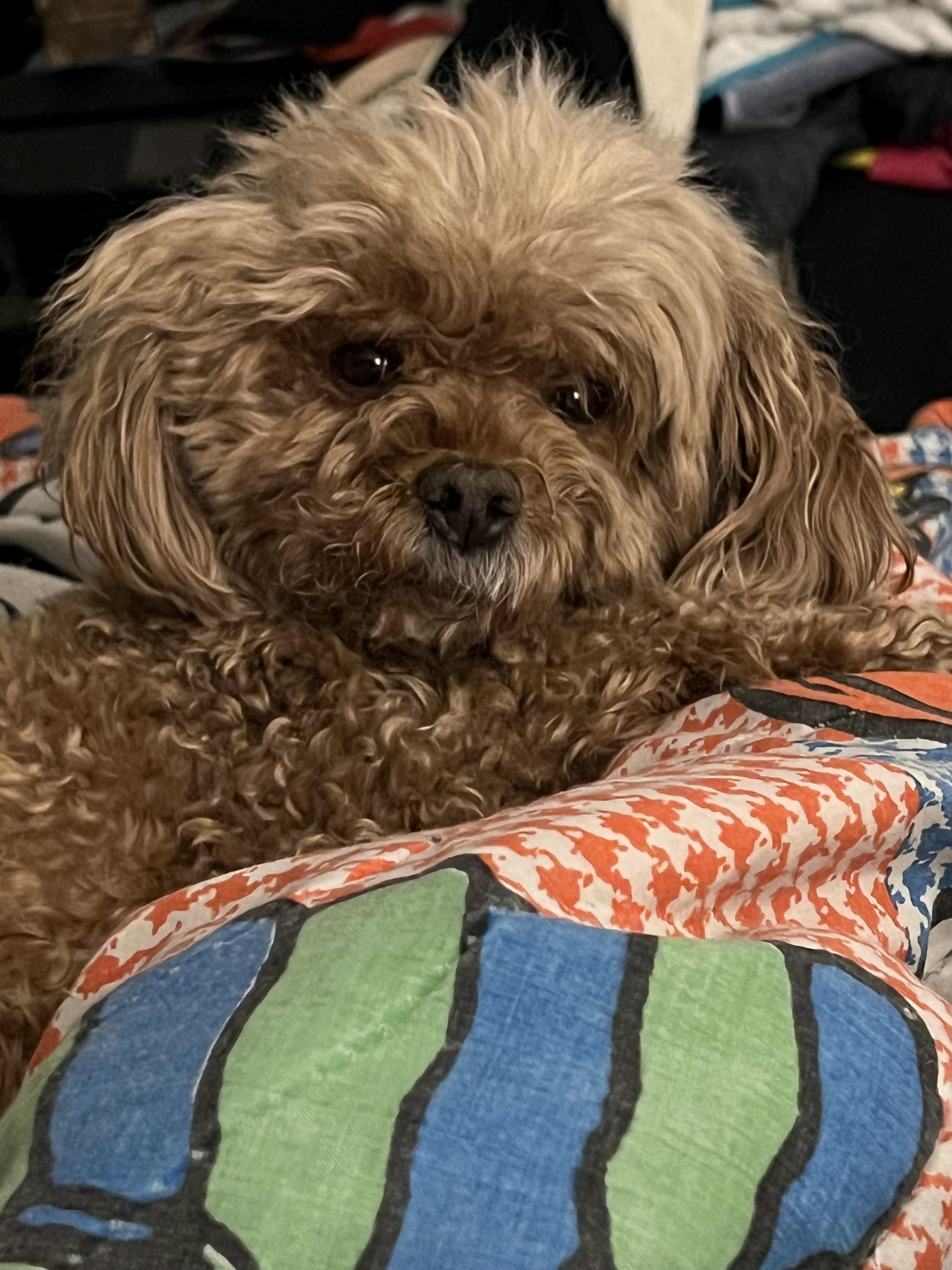 Sleepyhead | Scrolller