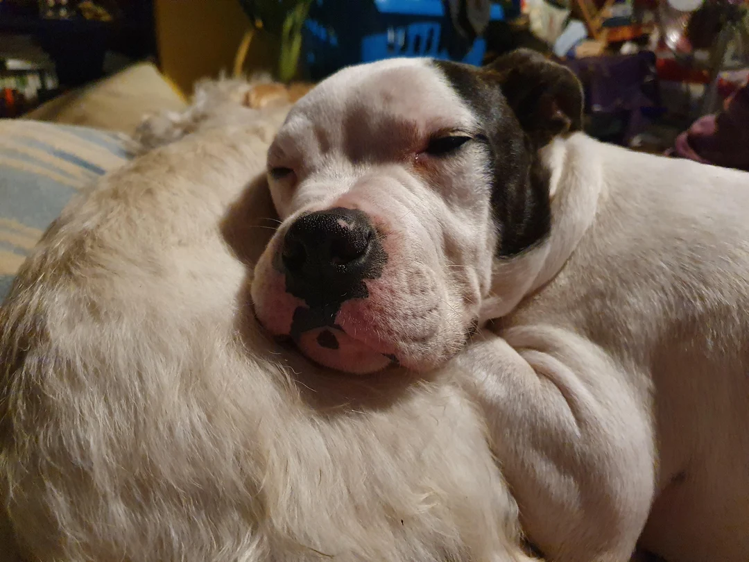 Sweet pupper settling in (the one formerly tortured by kids) | Scrolller