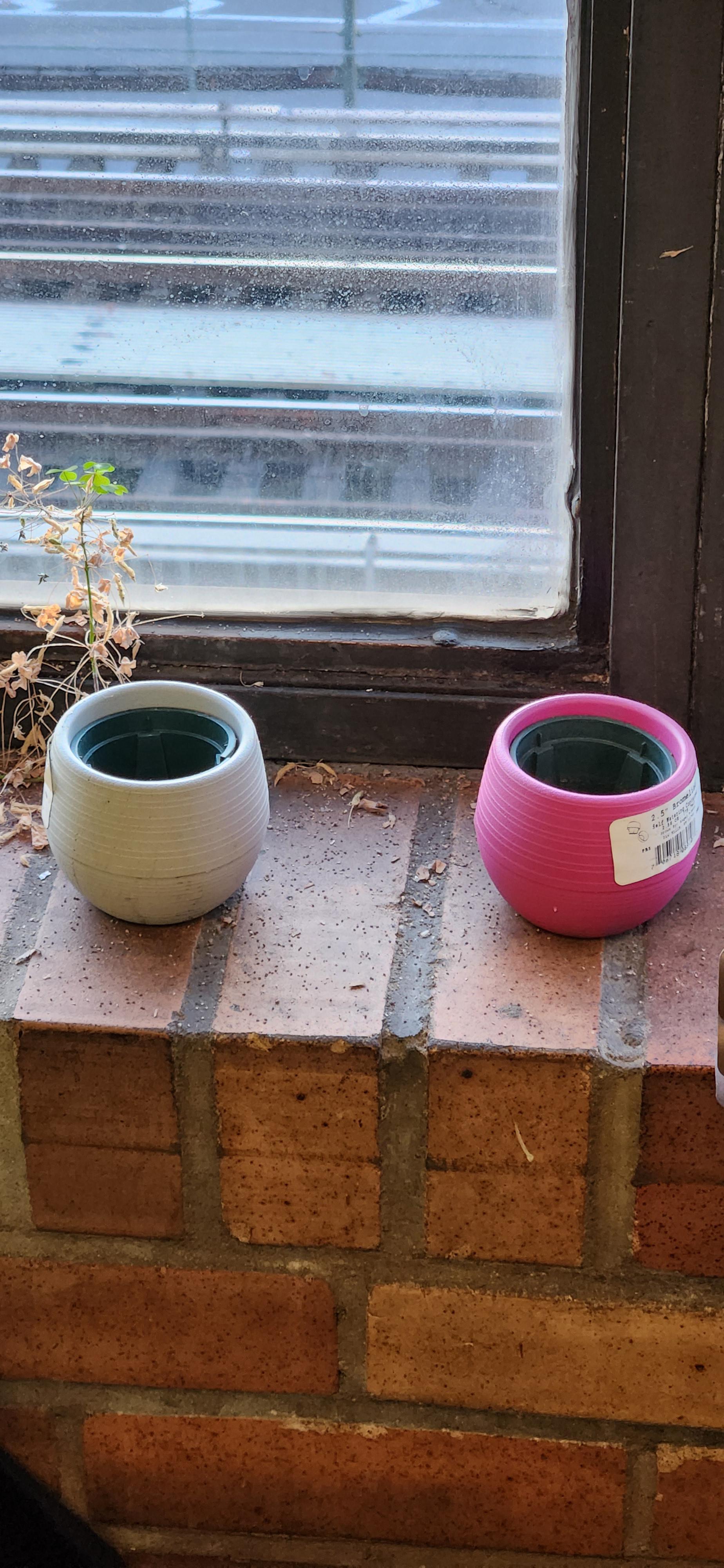 Real life seedlings?? | Scrolller