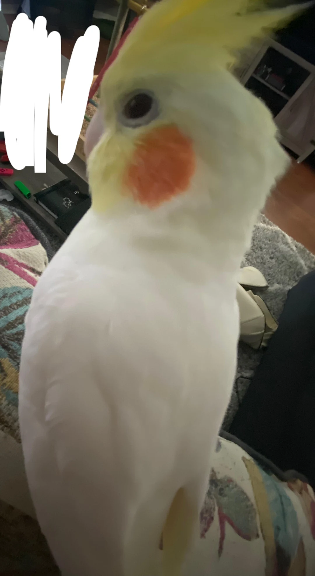 random cockatiel questions | Scrolller