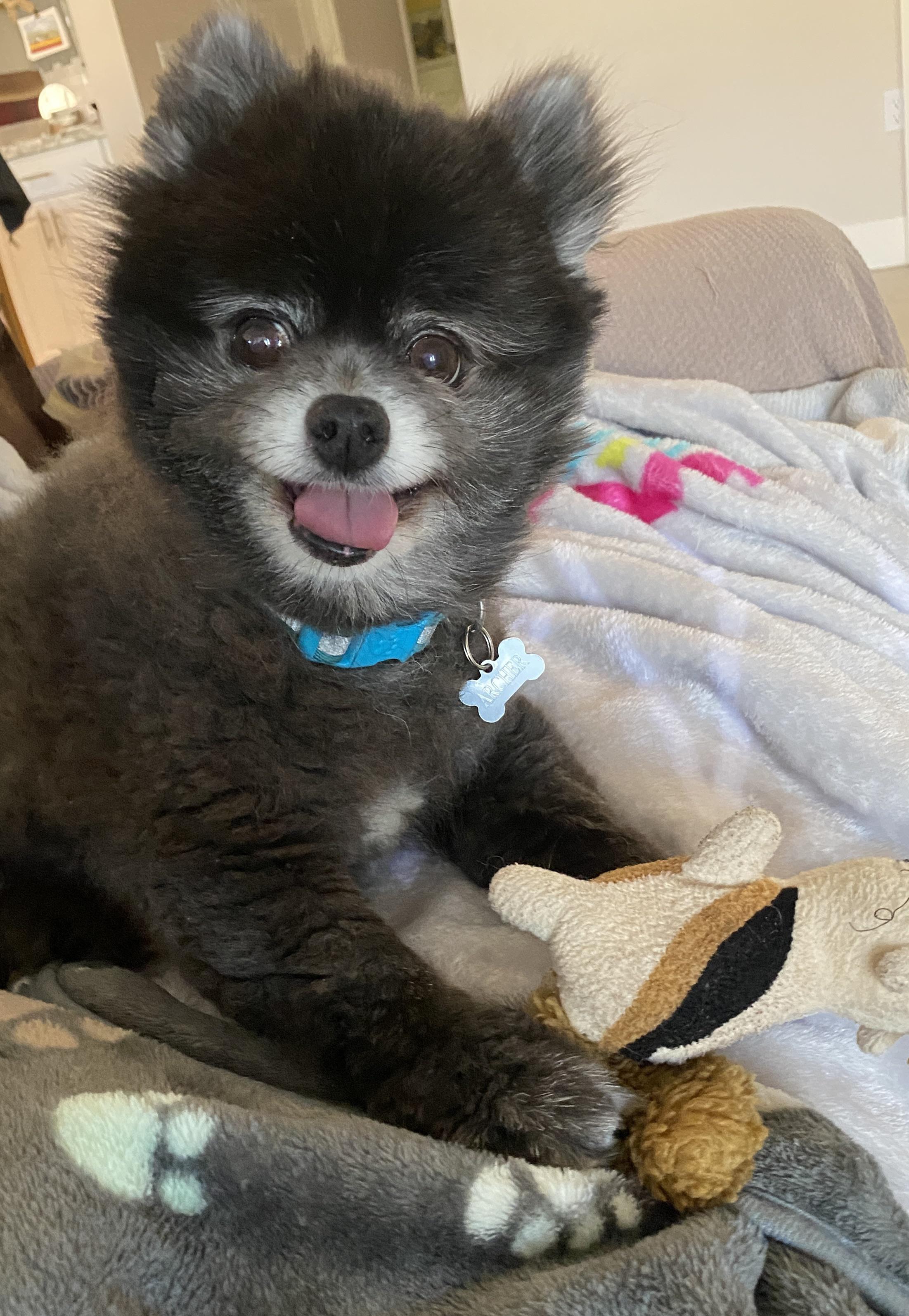 (OC) One of 7 pets I’m petsitting - the truest example of cuteness overload! | Scrolller