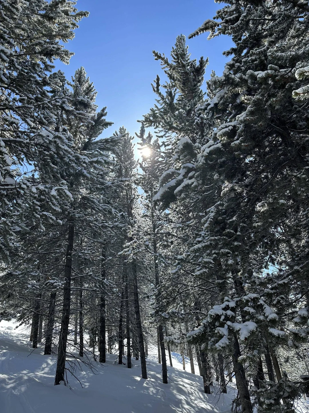 Colorado trees | Scrolller