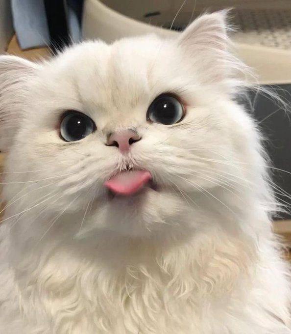 how cute is this ? Omg cute blep 😻😻 | Scrolller