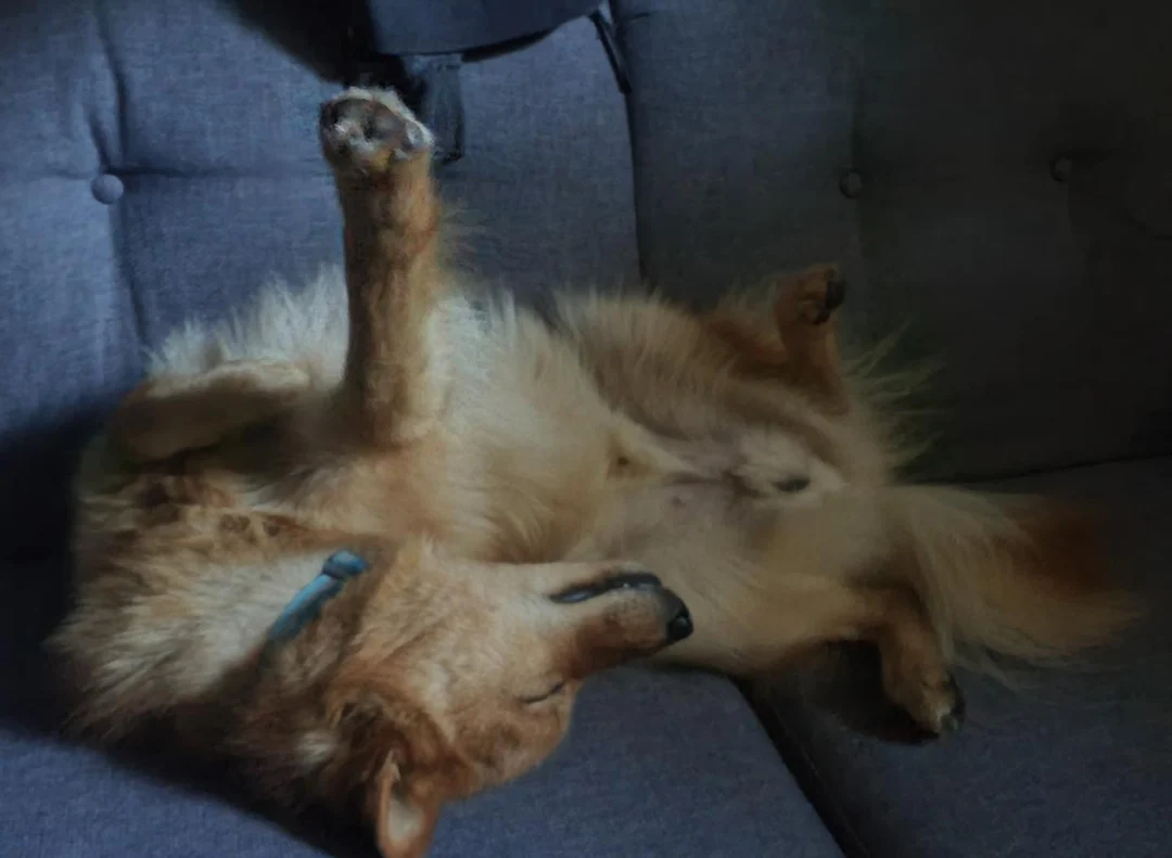 My dog has been sleeping like this since we got him as a puppy | Scrolller
