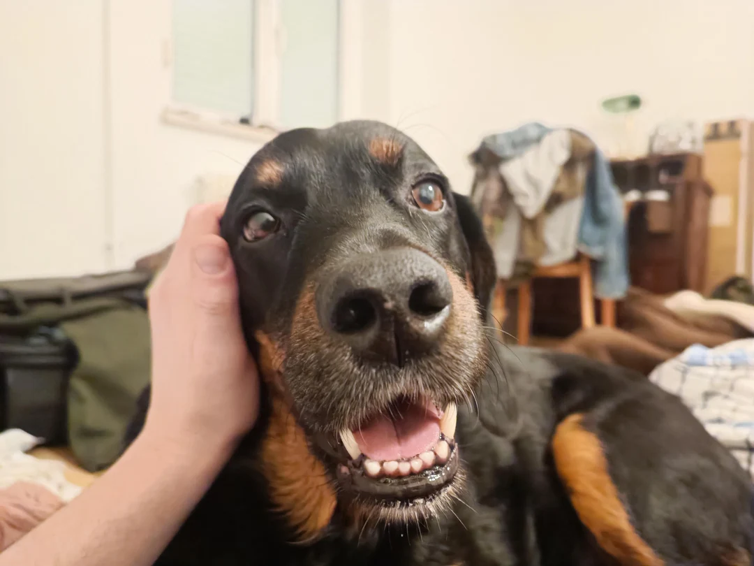 A rare derpy face from my baby girl | Scrolller