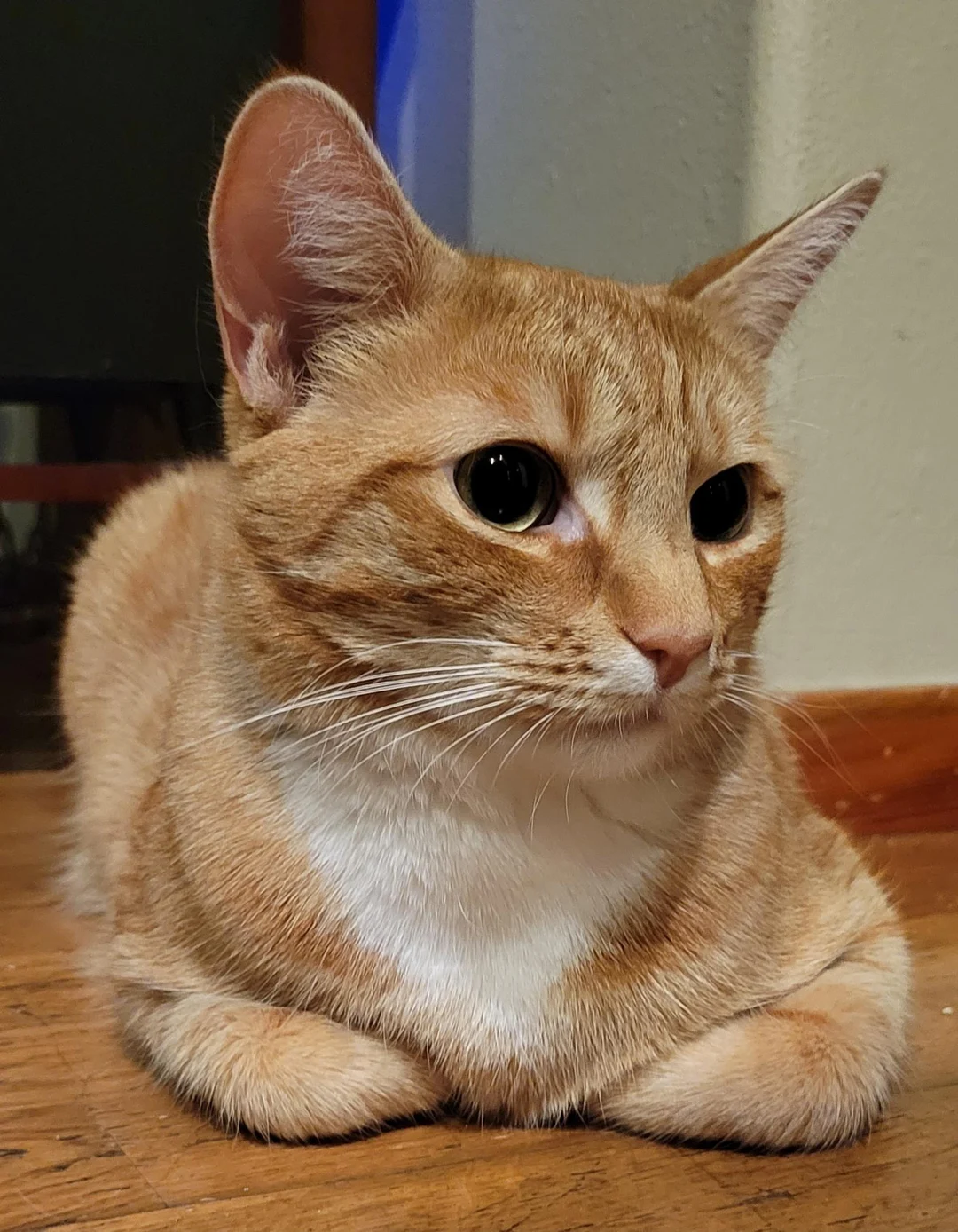 Worst loaf ever. Elbows are out... | Scrolller