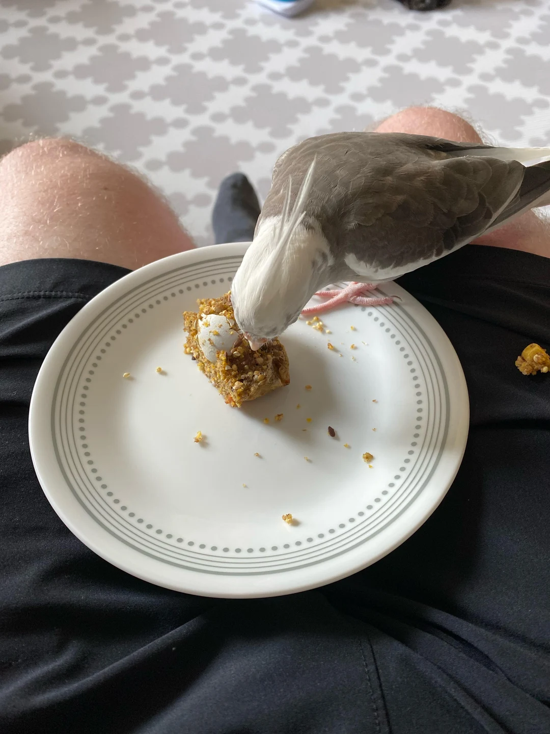 Nimbus’s first hatch day! Very surprised he’s eating bird bread | Scrolller