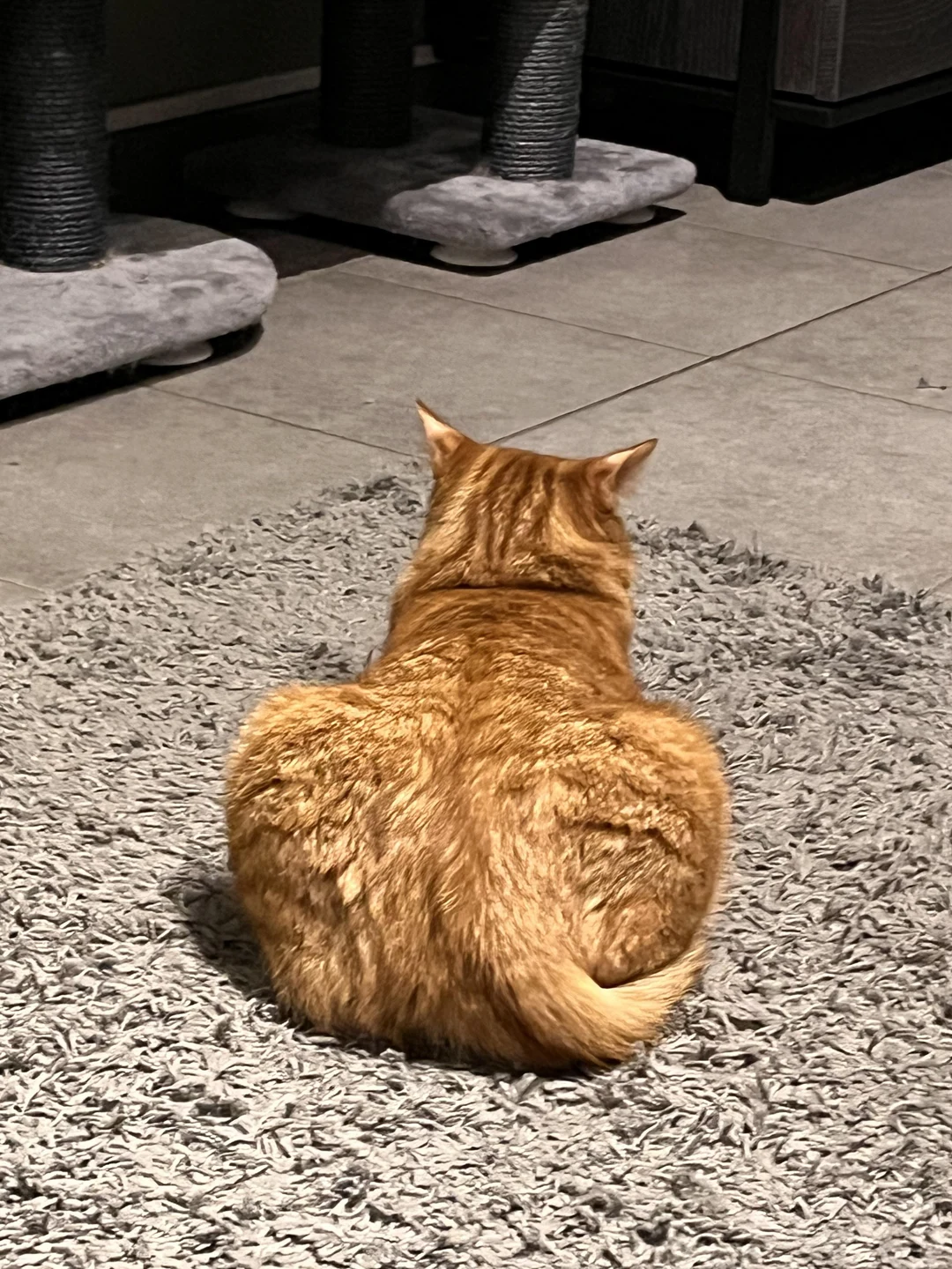 My thicc ginger loaf | Scrolller
