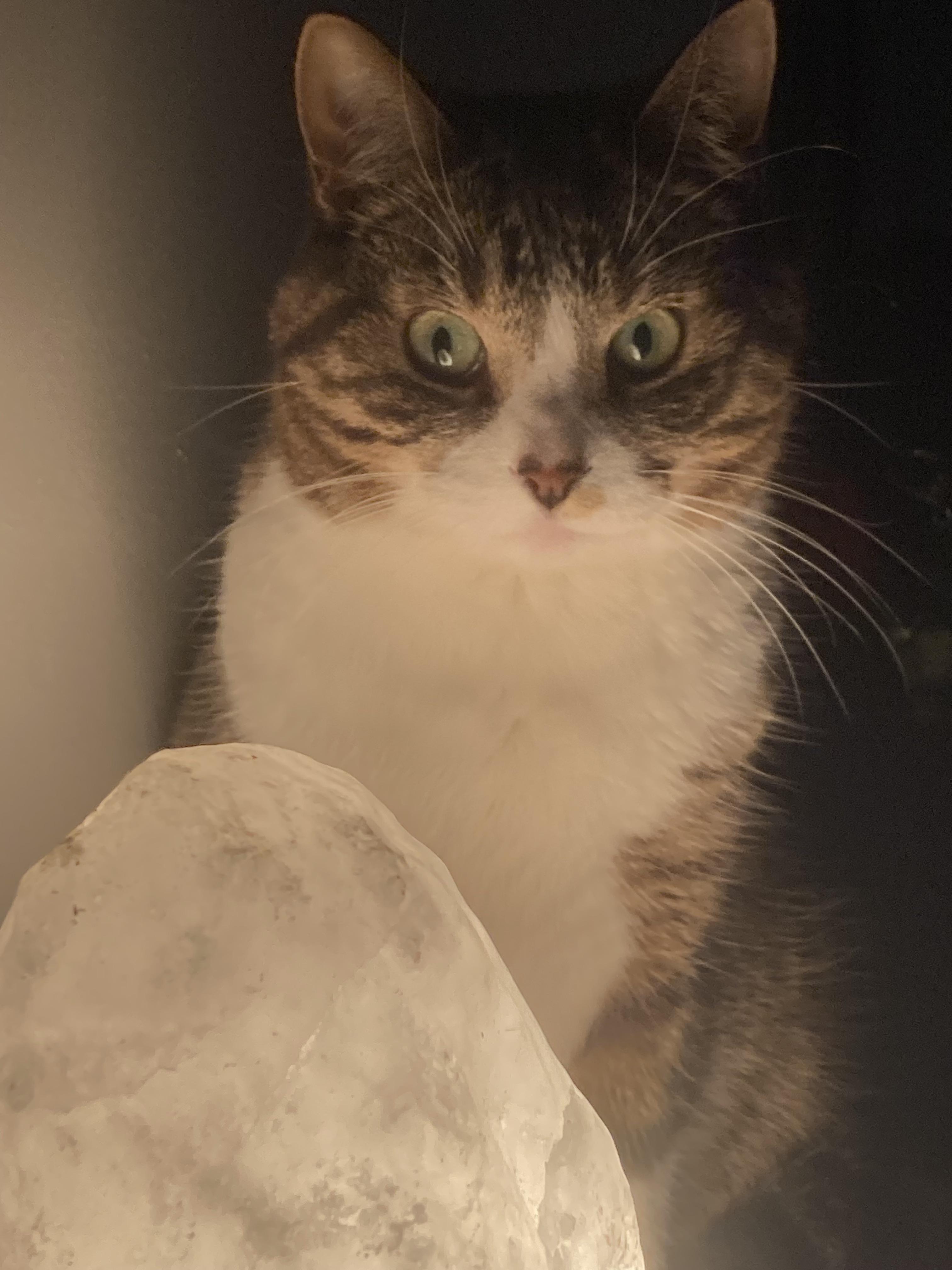 Spooky meow | Scrolller