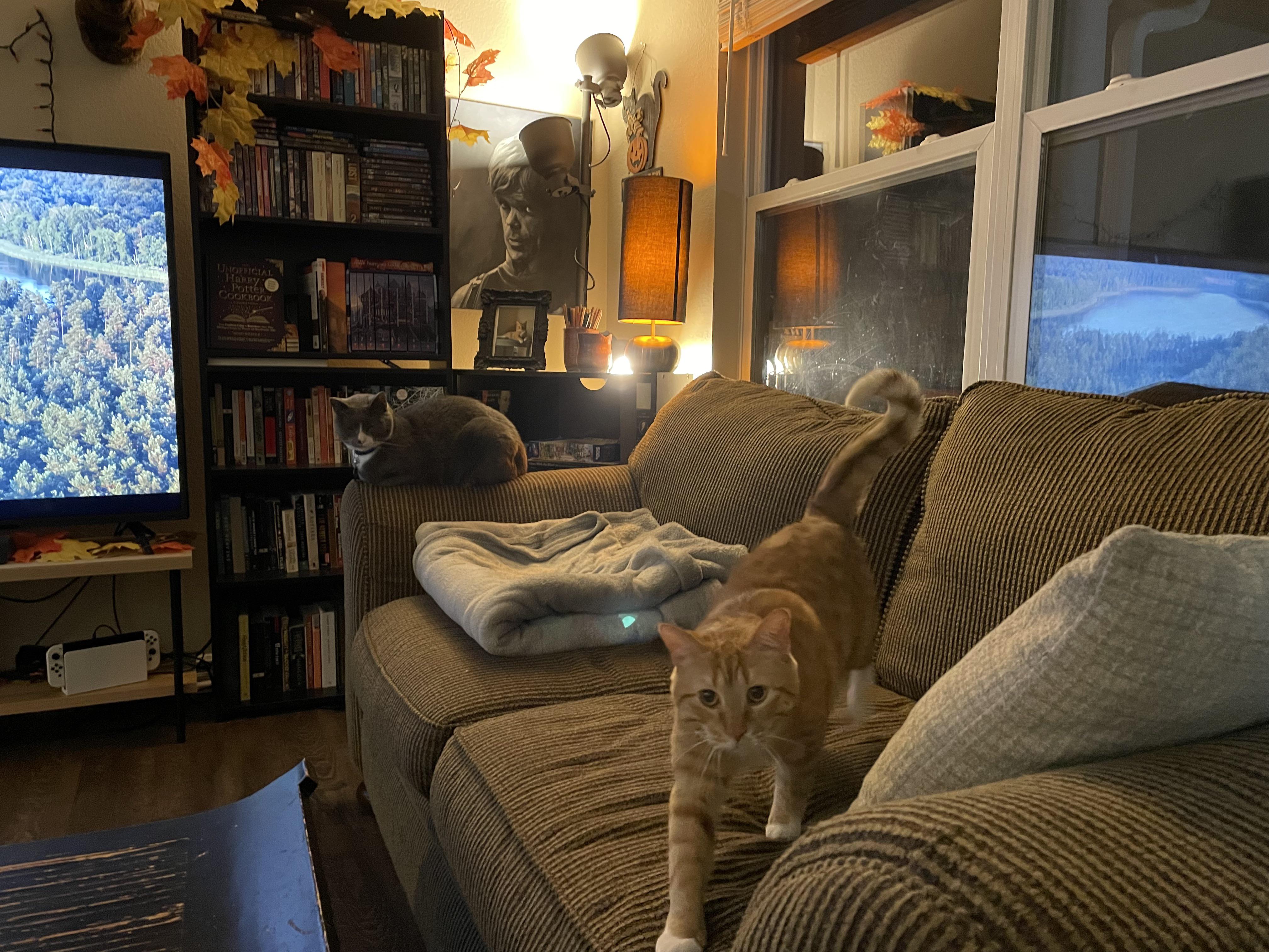 Cozy Cat Corner Fall | Scrolller