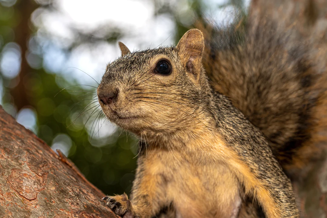 Beauty Squirrel | Scrolller
