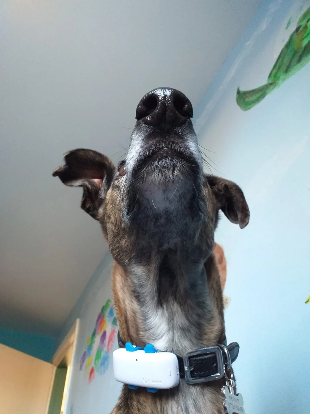 Discover more like Greyhounds: Snoot Time! and Related Content | Scrolller