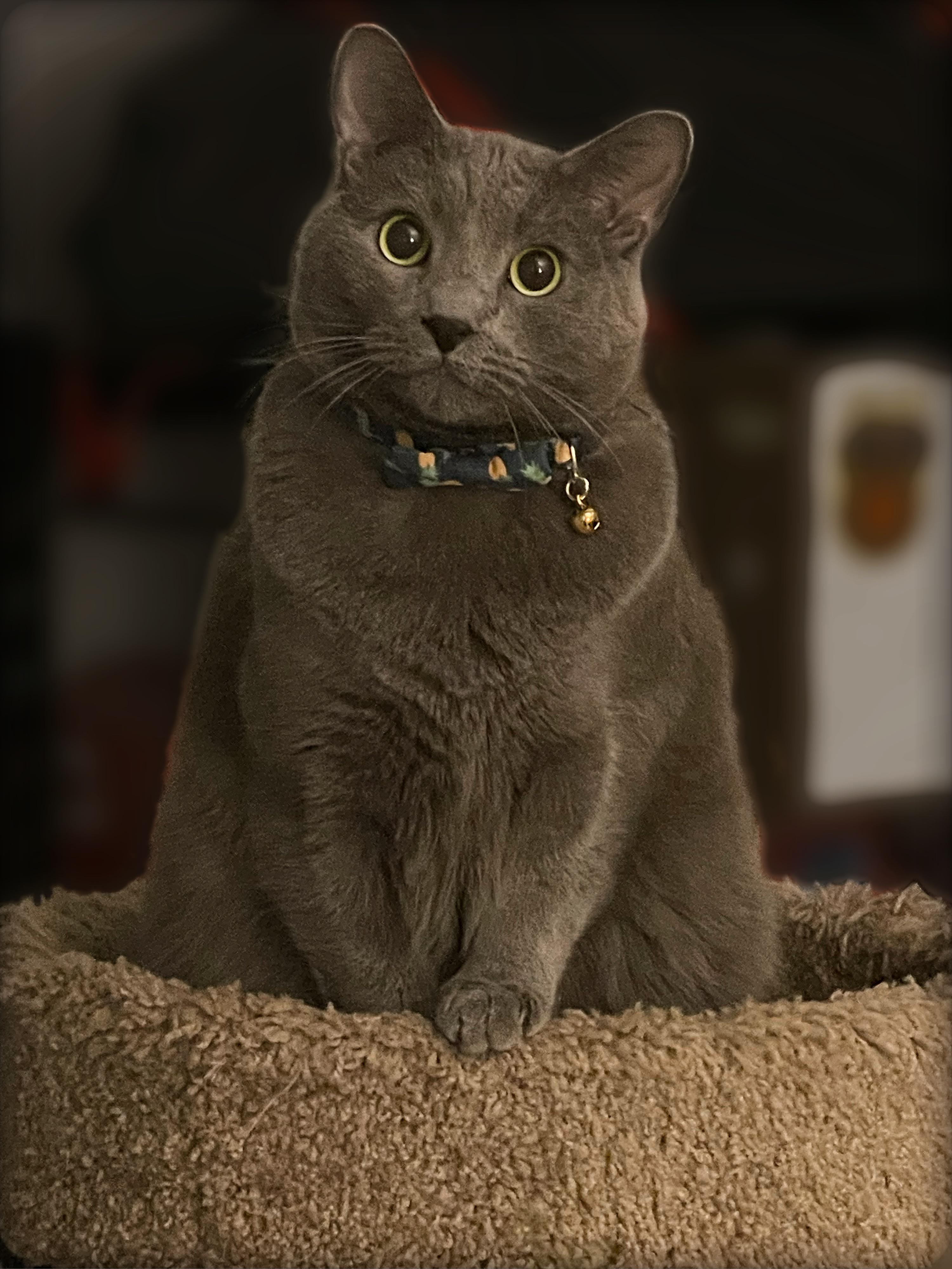 Picture Purrfect | Scrolller