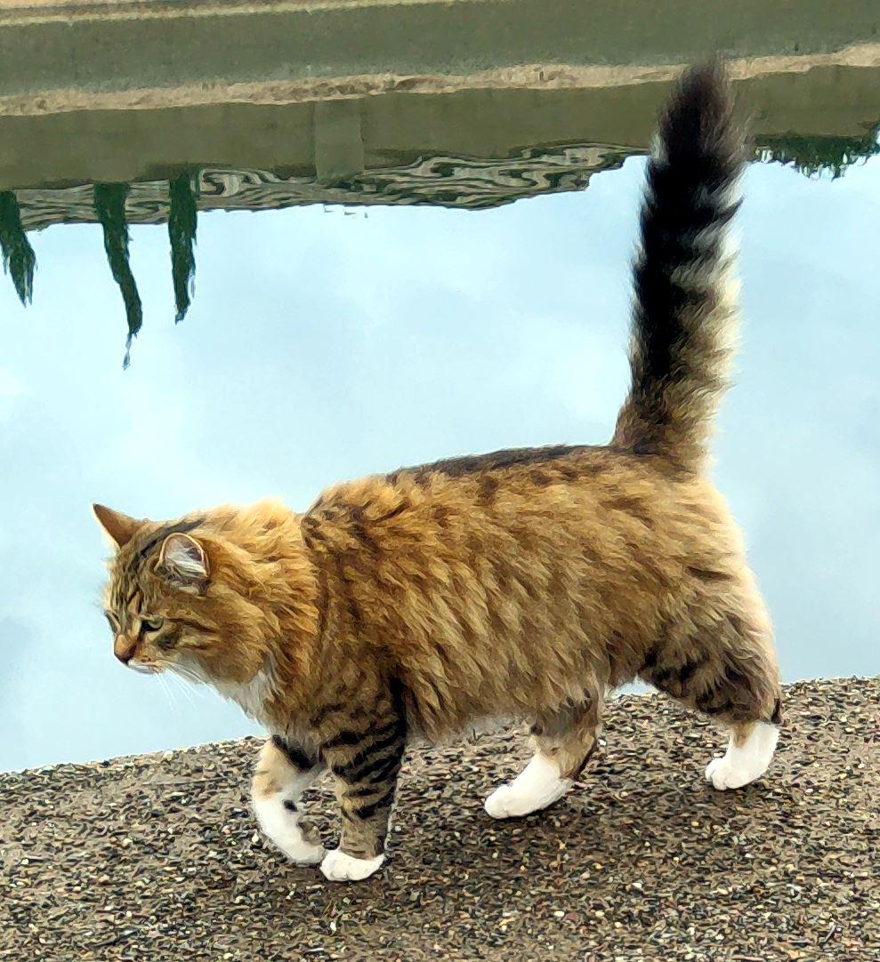 Miles is patrolling the canal. | Scrolller