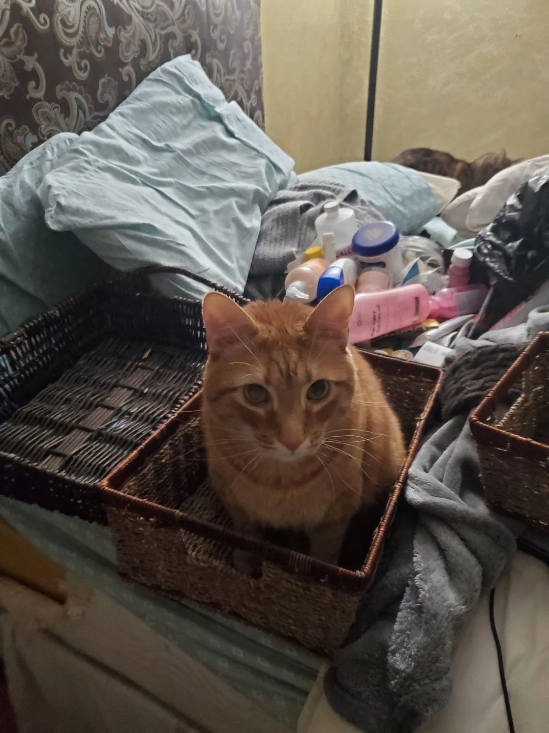 Chonk in a basket | Scrolller