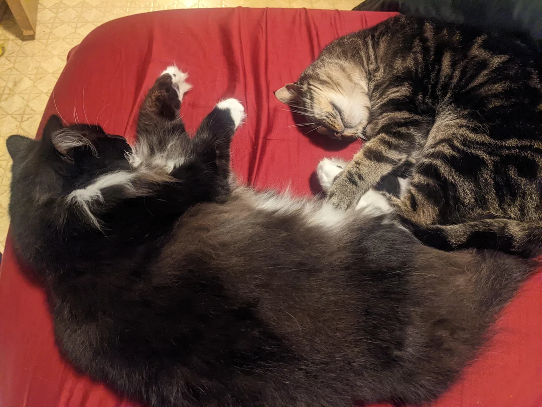 Princess looks so much bigger than her brother Barnaby with all that floof. She's actually the ...