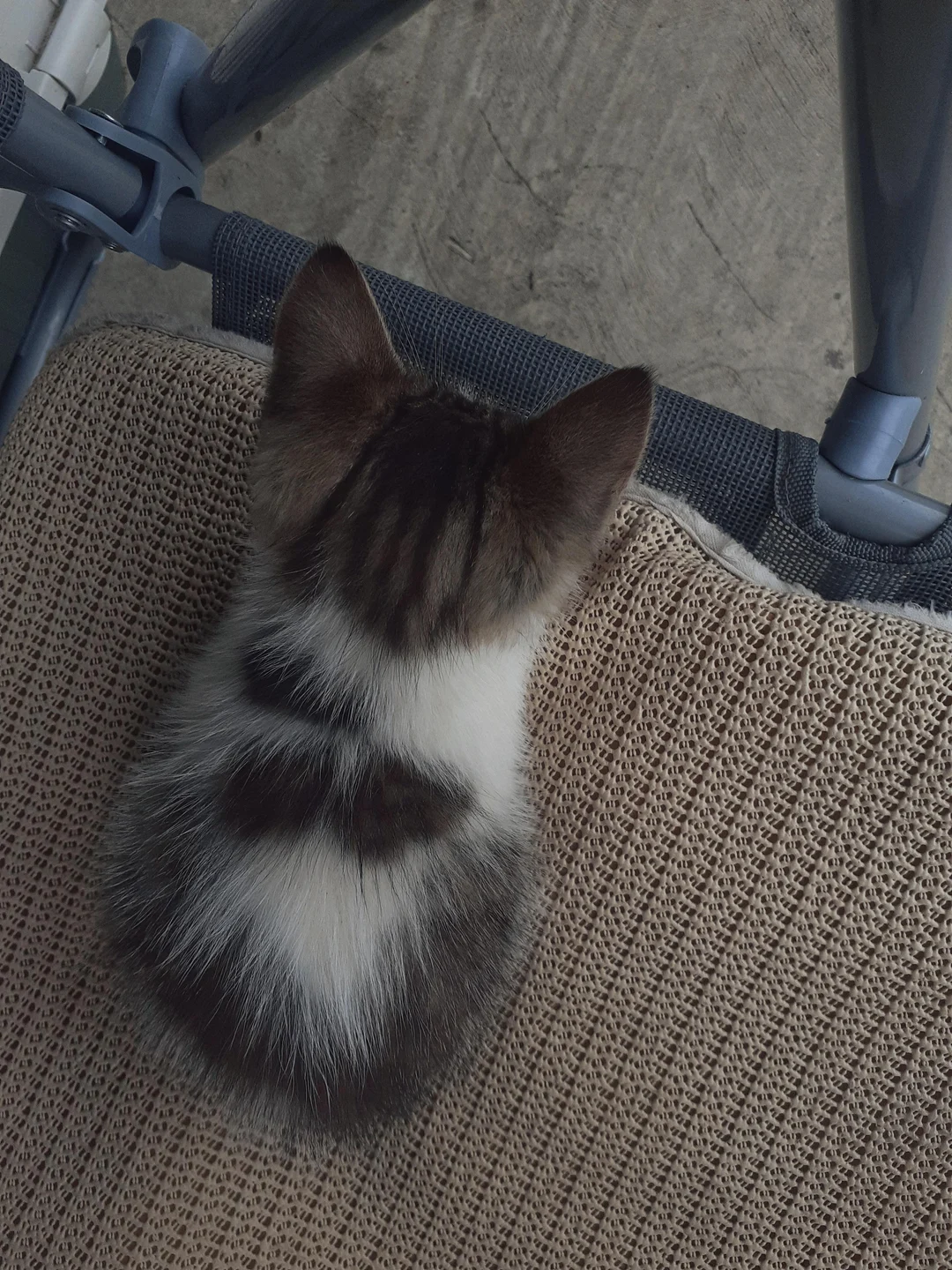Discover more like Catloaf: smol loaf and Related Content | Scrolller