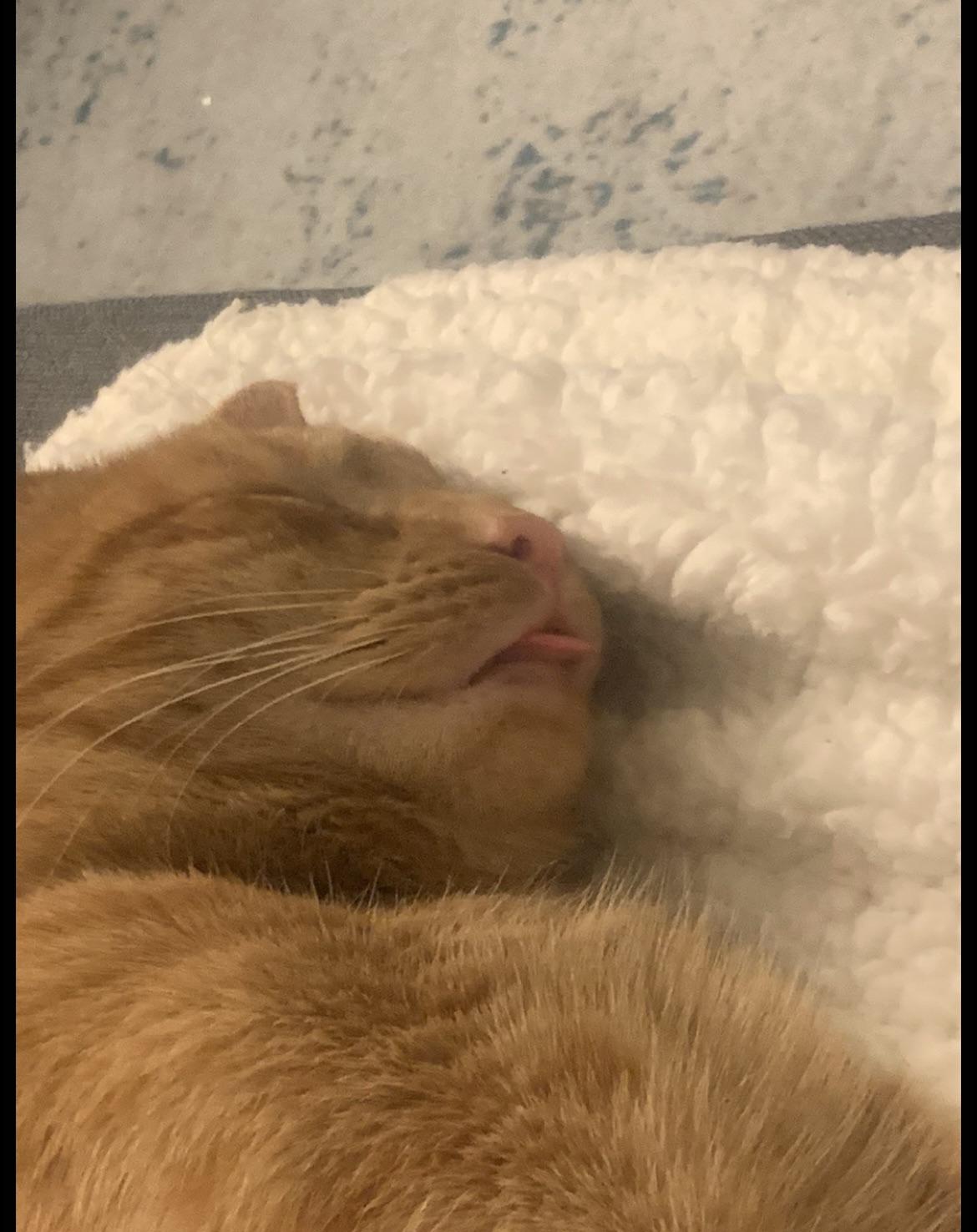 little blep | Scrolller
