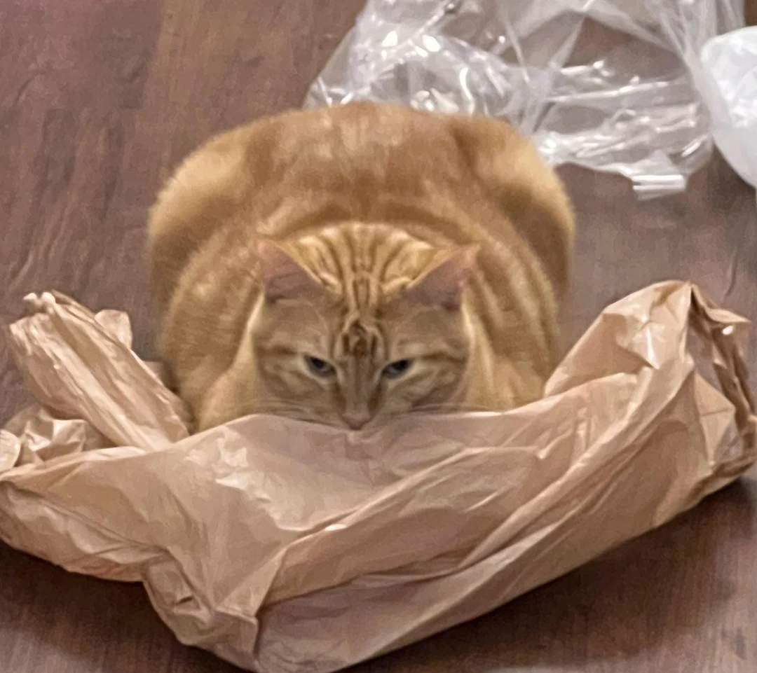 Cat loaf laying on his favorite bag | Scrolller