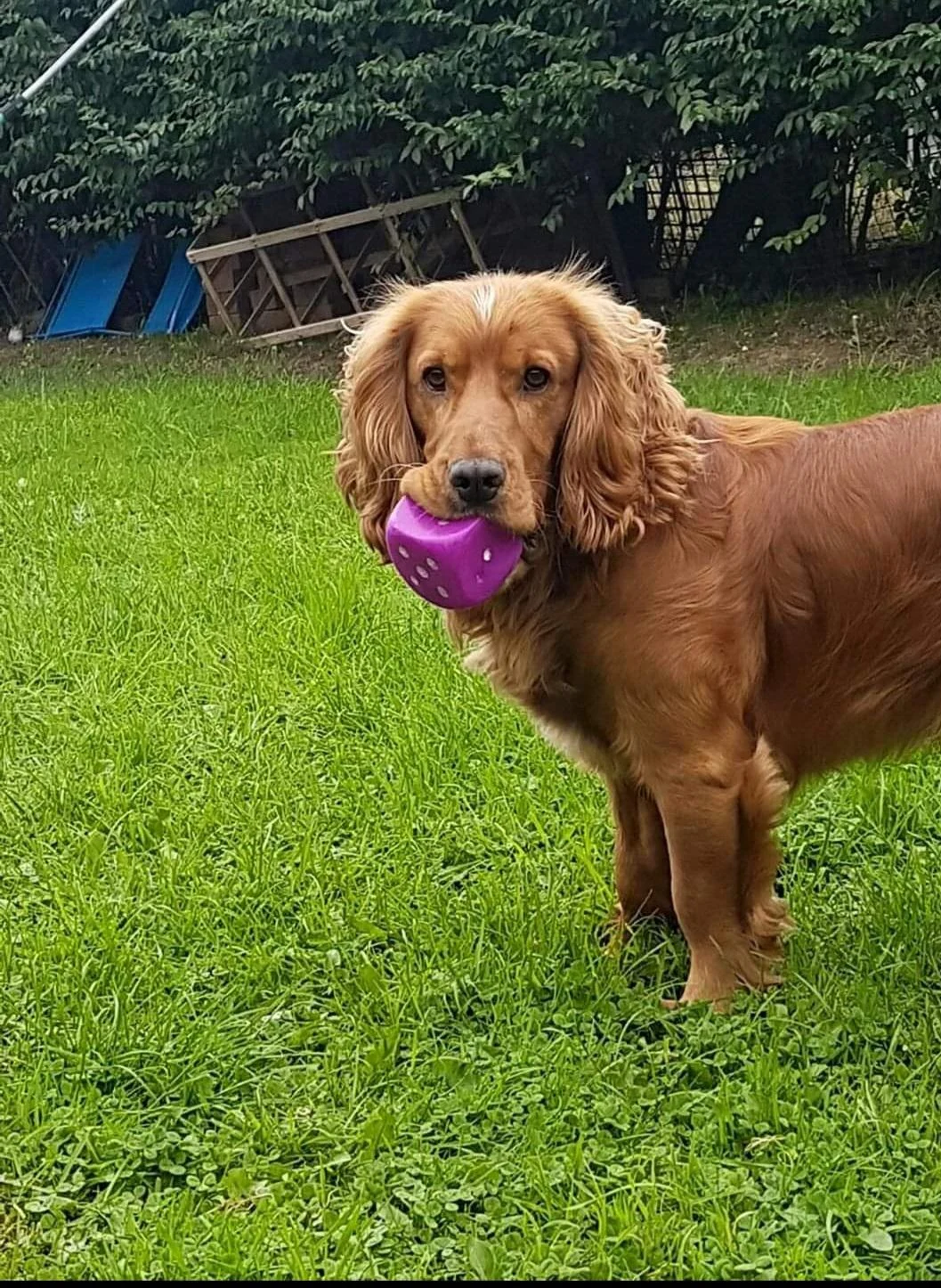 Ralph, 3 year old Cocker Spaniel | Scrolller