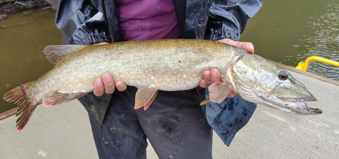 War Veteran Pike | Scrolller