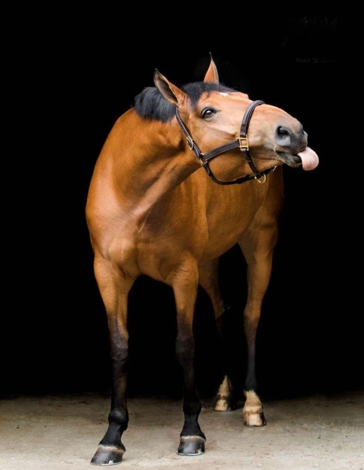 This Derpy Horse | Scrolller