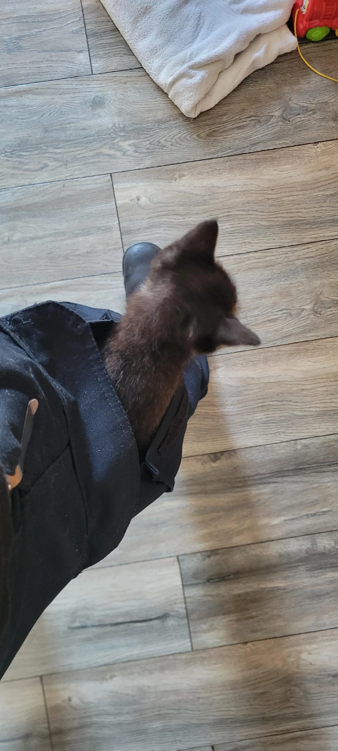 Tacticat. The kids named him Shadow. | Scrolller