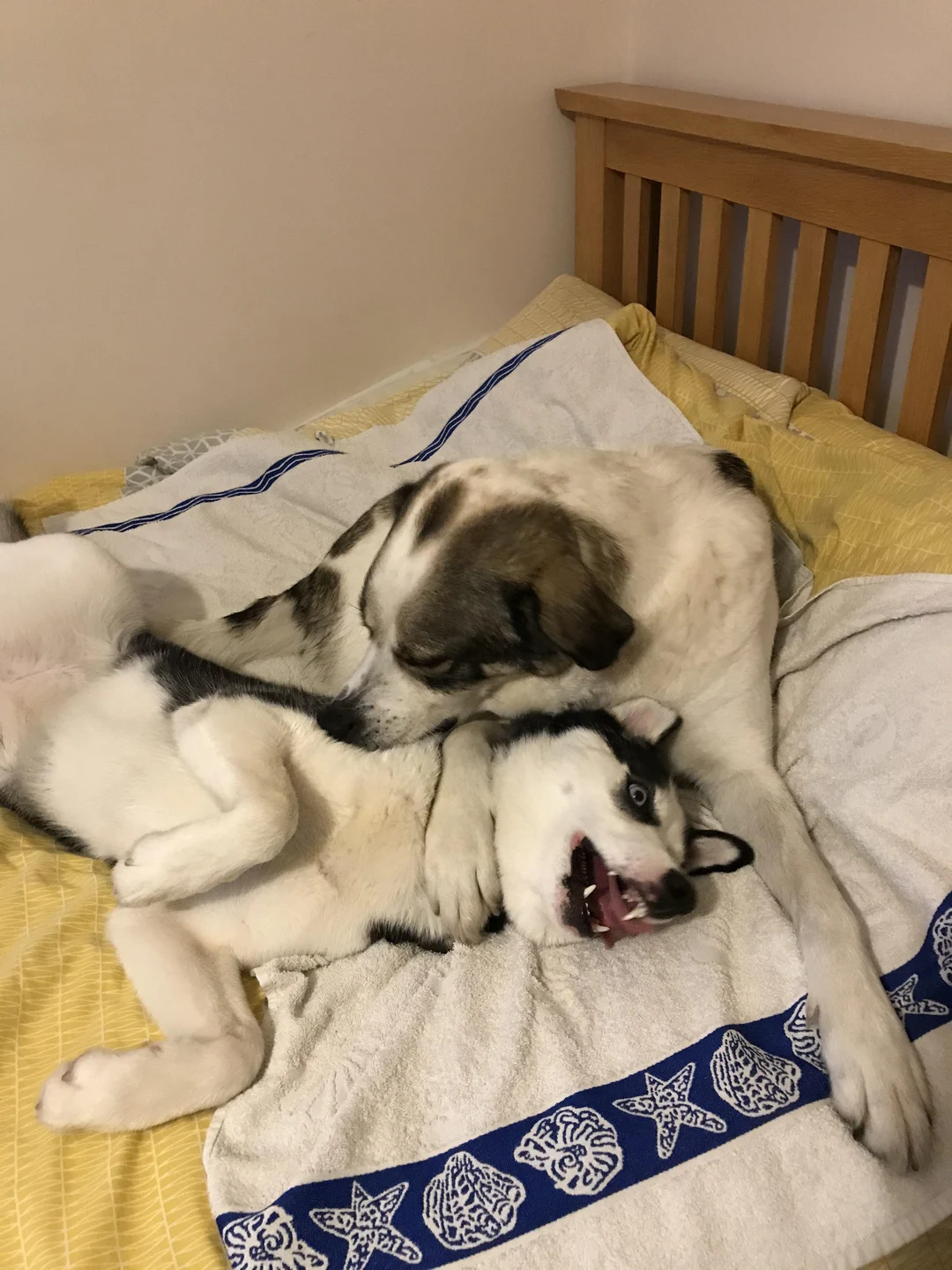 Pinned down | Scrolller