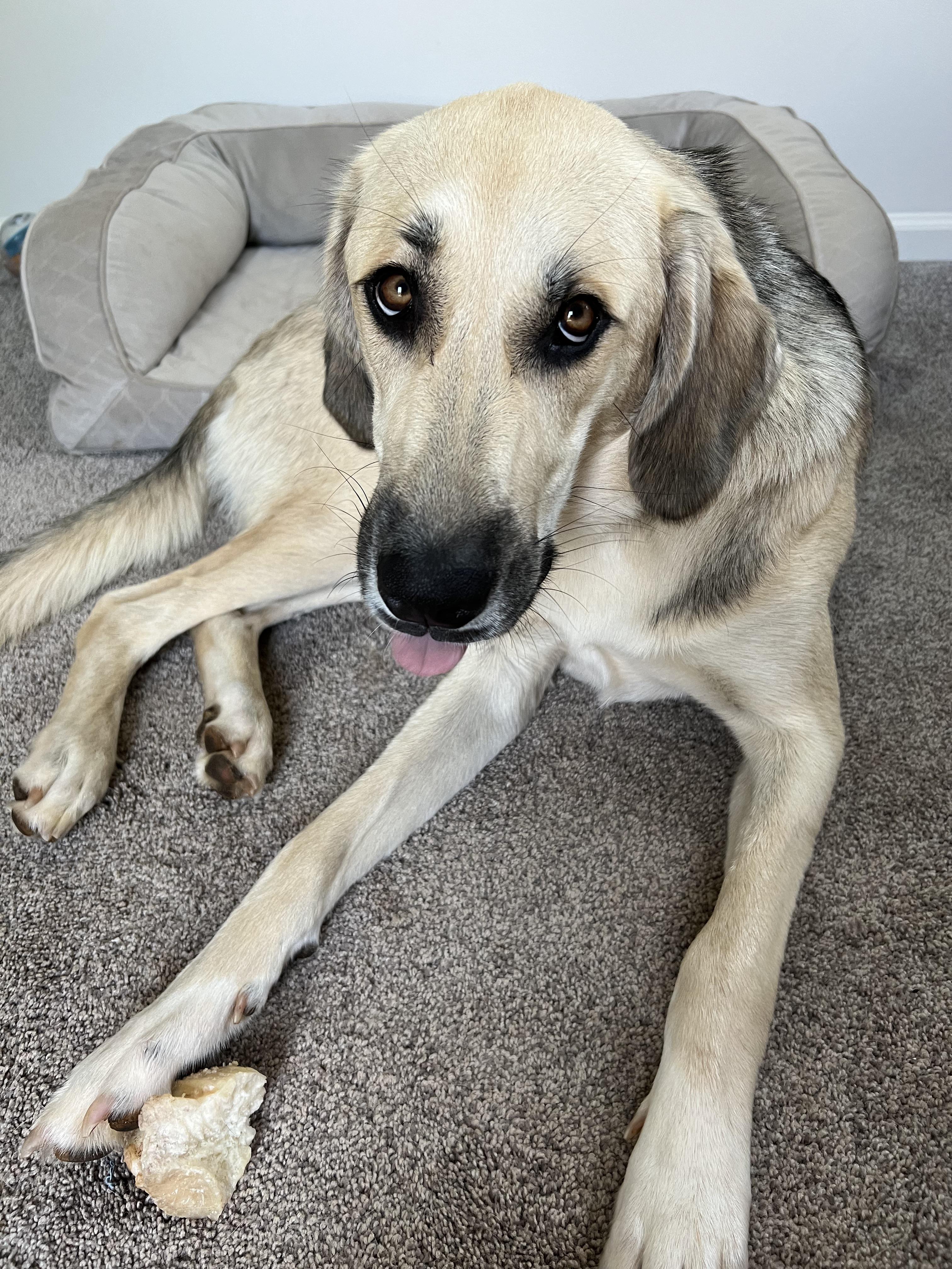 Blep [OC] | Scrolller