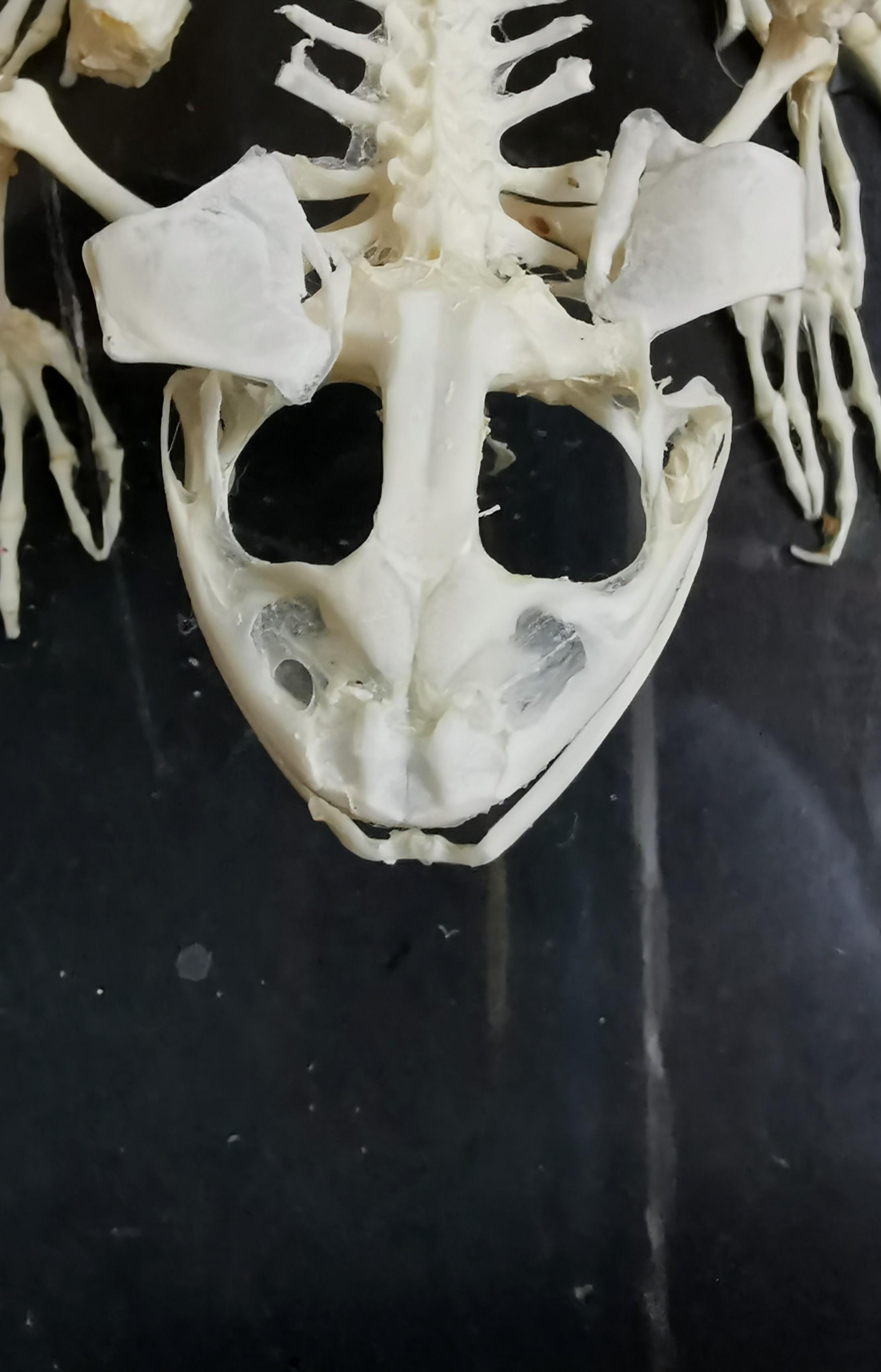 Mickey Mouse Skull | Scrolller