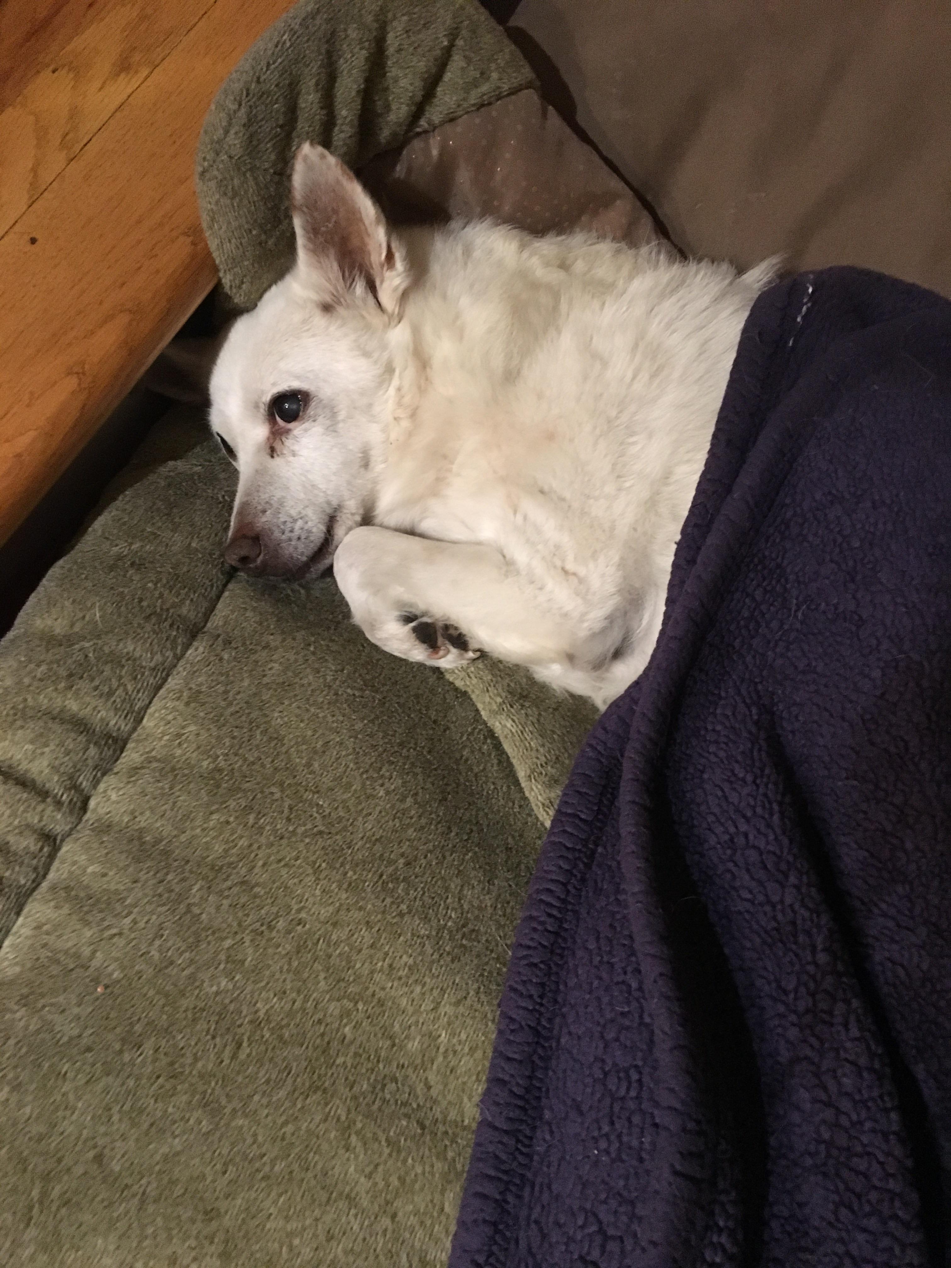 Puck passed away this week. Always tried to make sure he was comfortable. | Scrolller