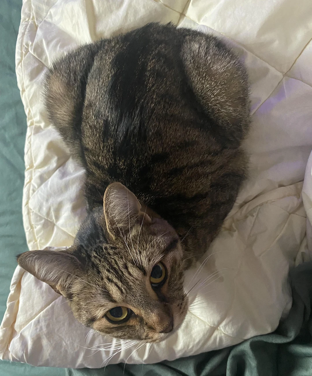 10/10 loafing from Belle today! | Scrolller