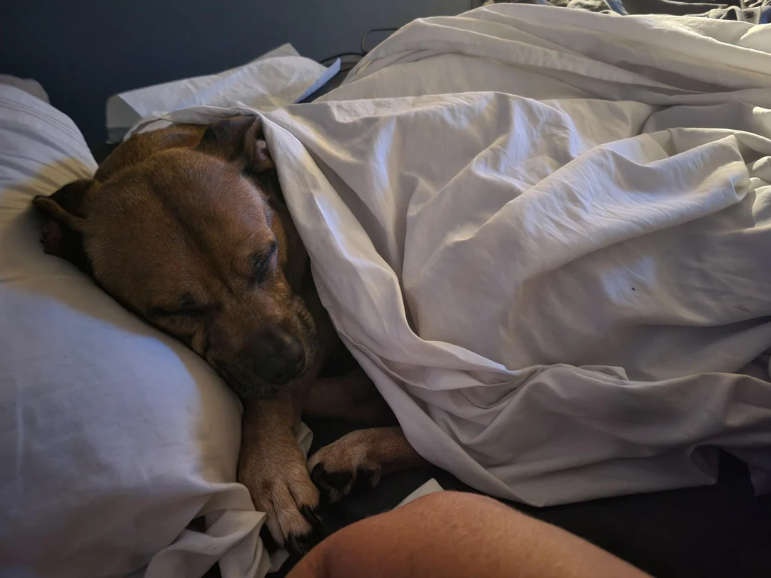 Mr. Snuggles Won't Share The Bed!! | Scrolller