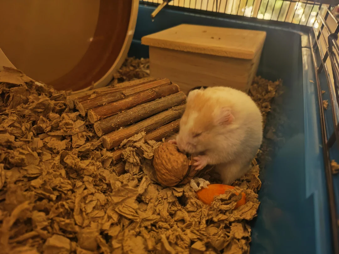 Taming my hamster | Scrolller