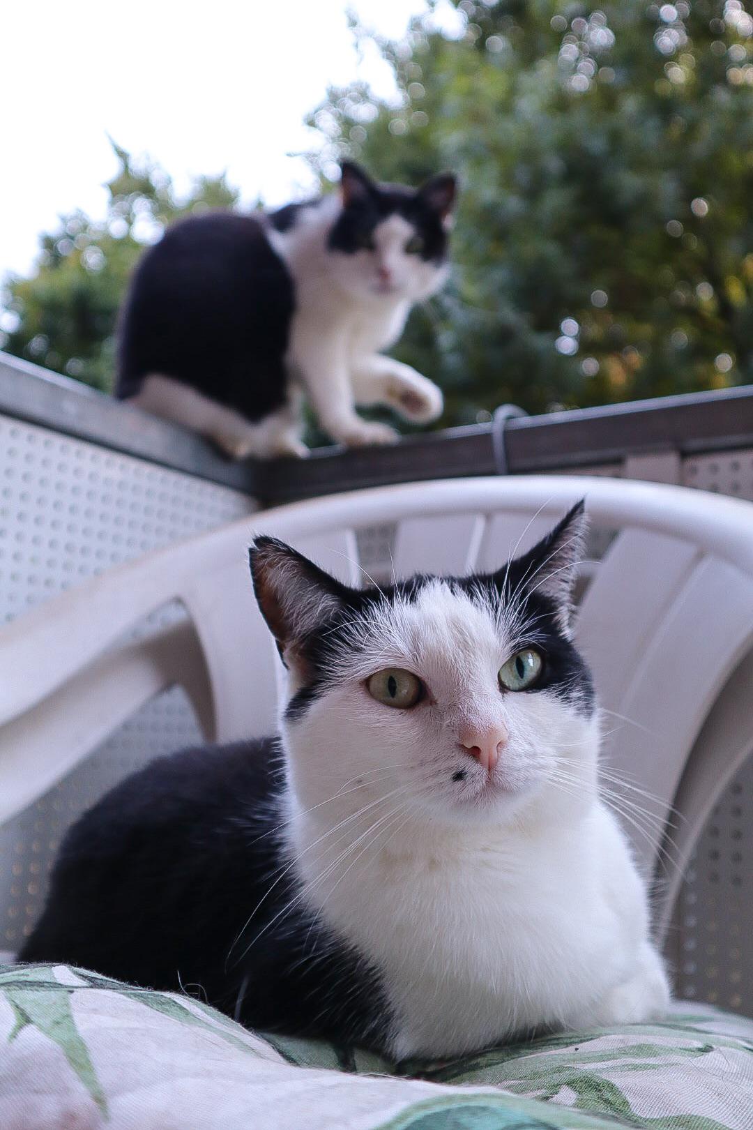 Two of my babies enjoying the evening sun | Scrolller