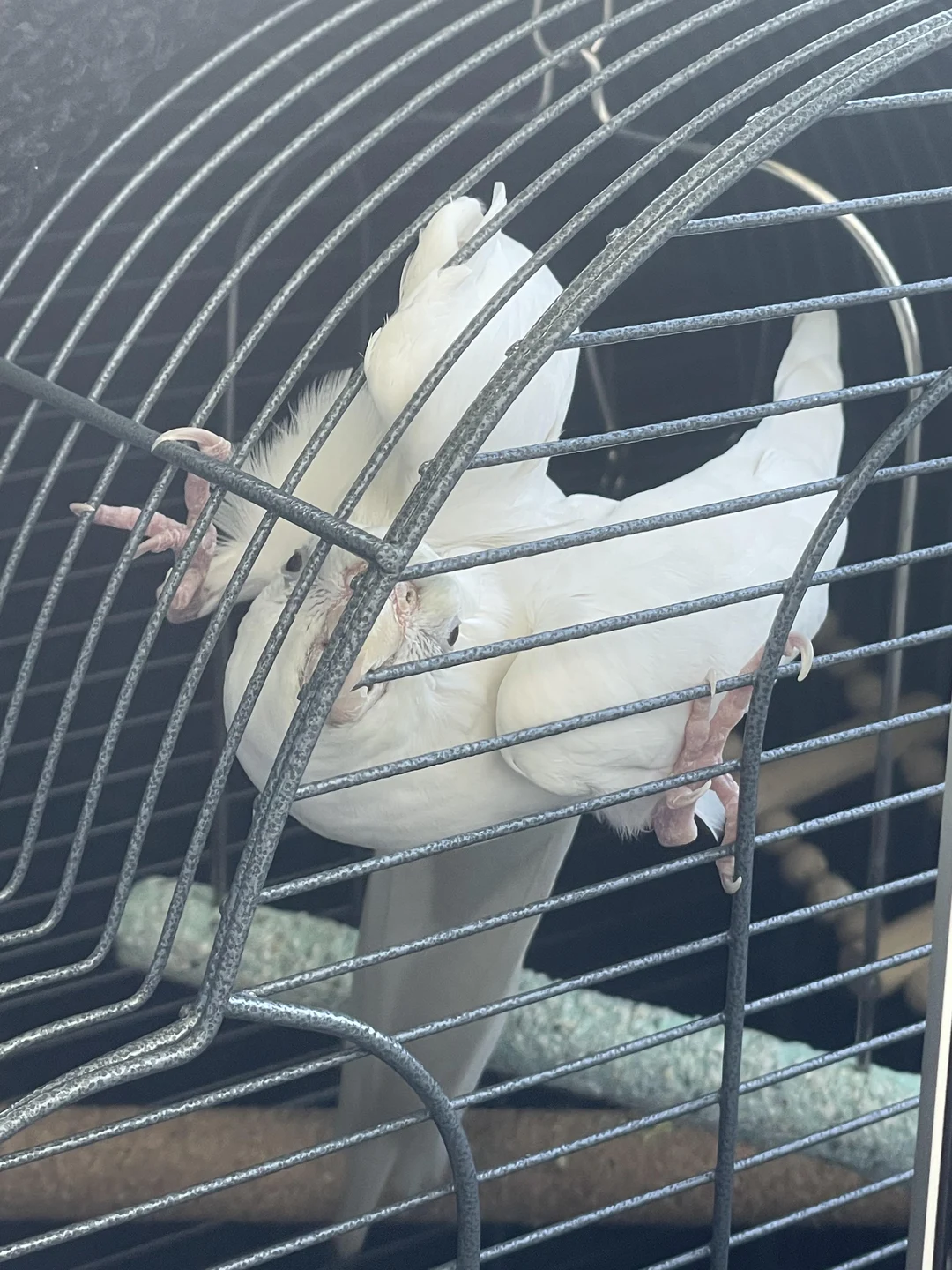 Free the floof | Scrolller