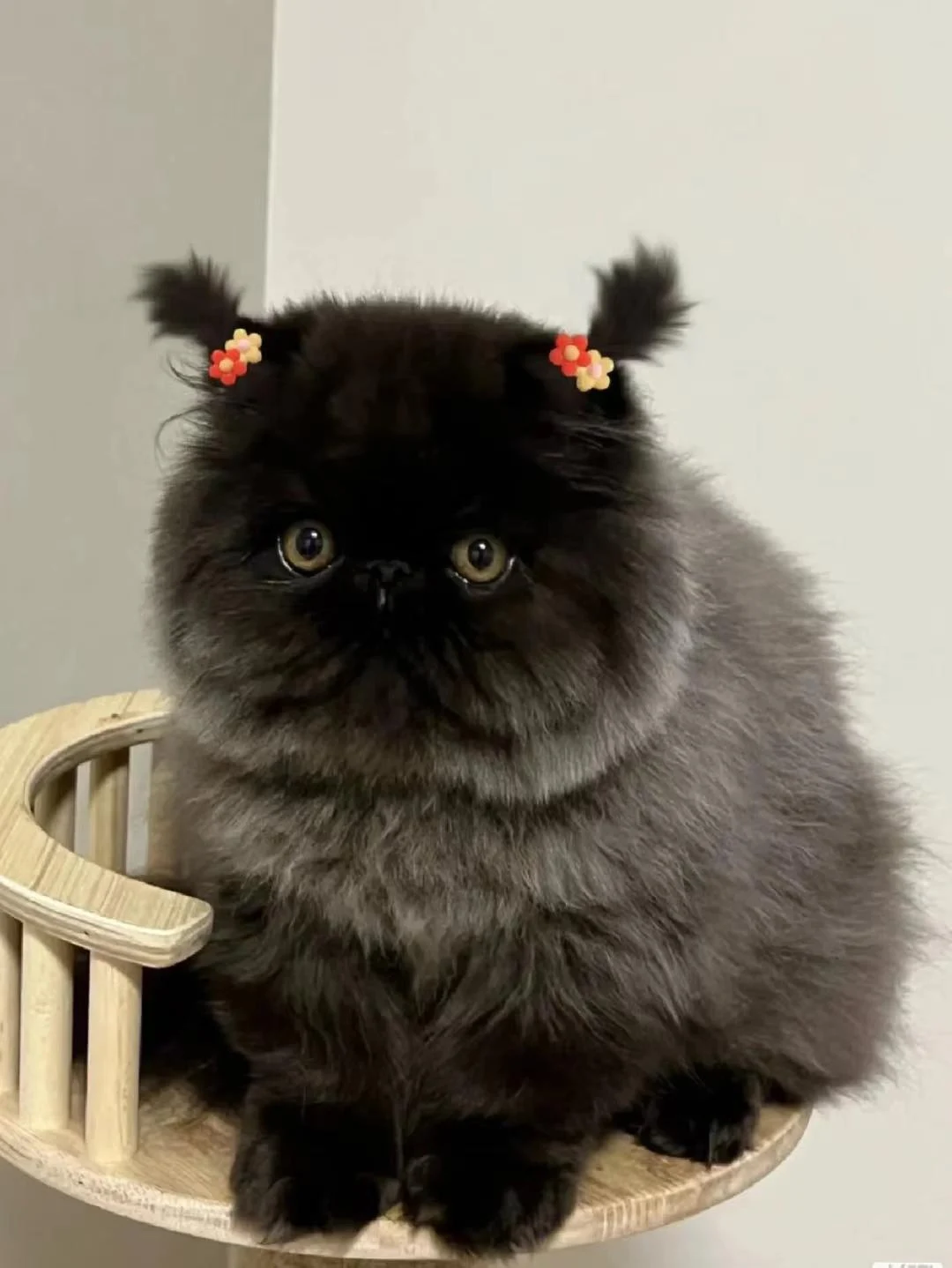 cute pigtail kitten | Scrolller