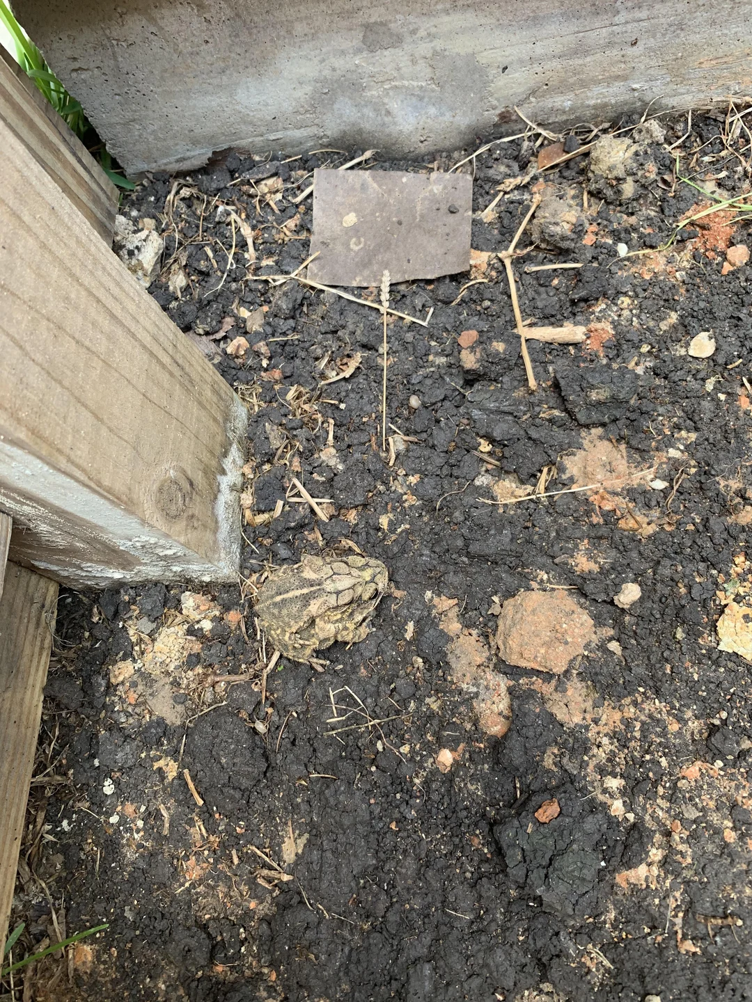 weird frog | Scrolller