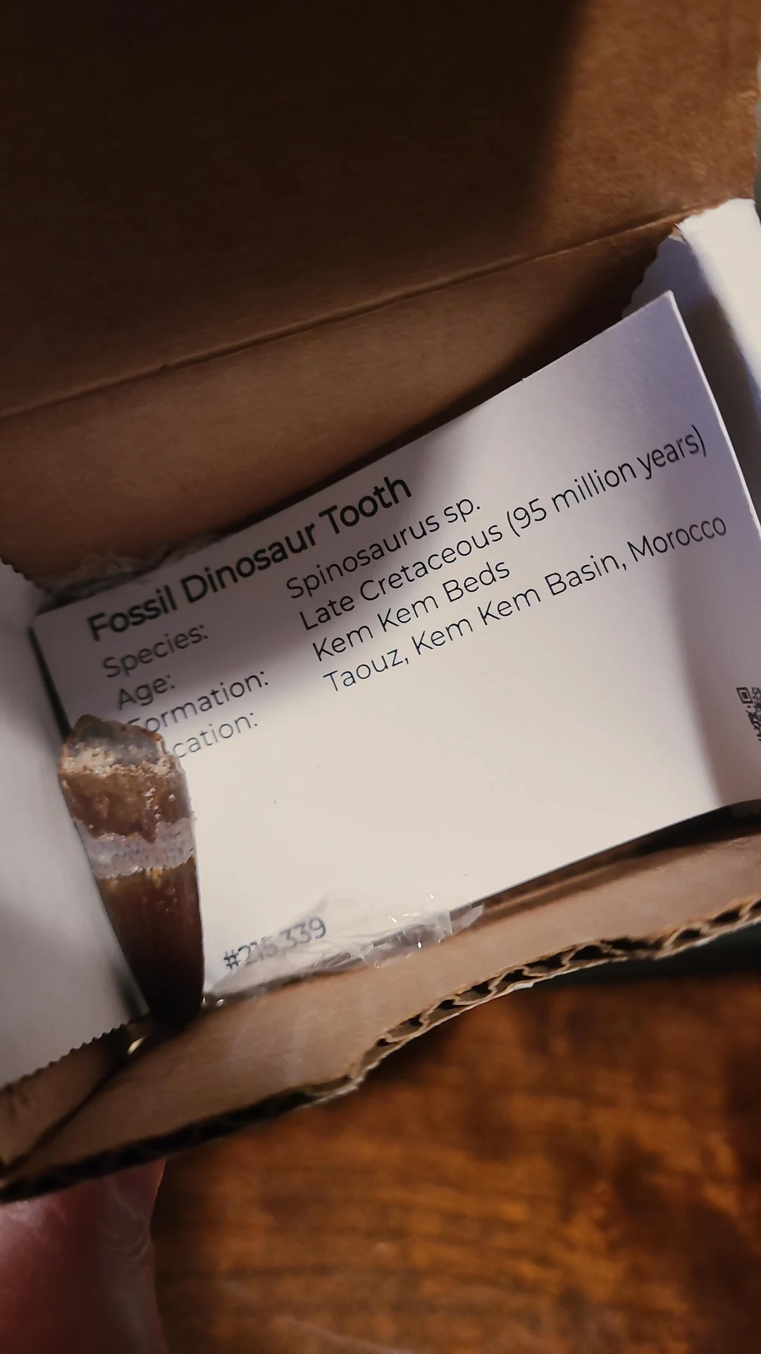 Spinosaurus tooth | Scrolller