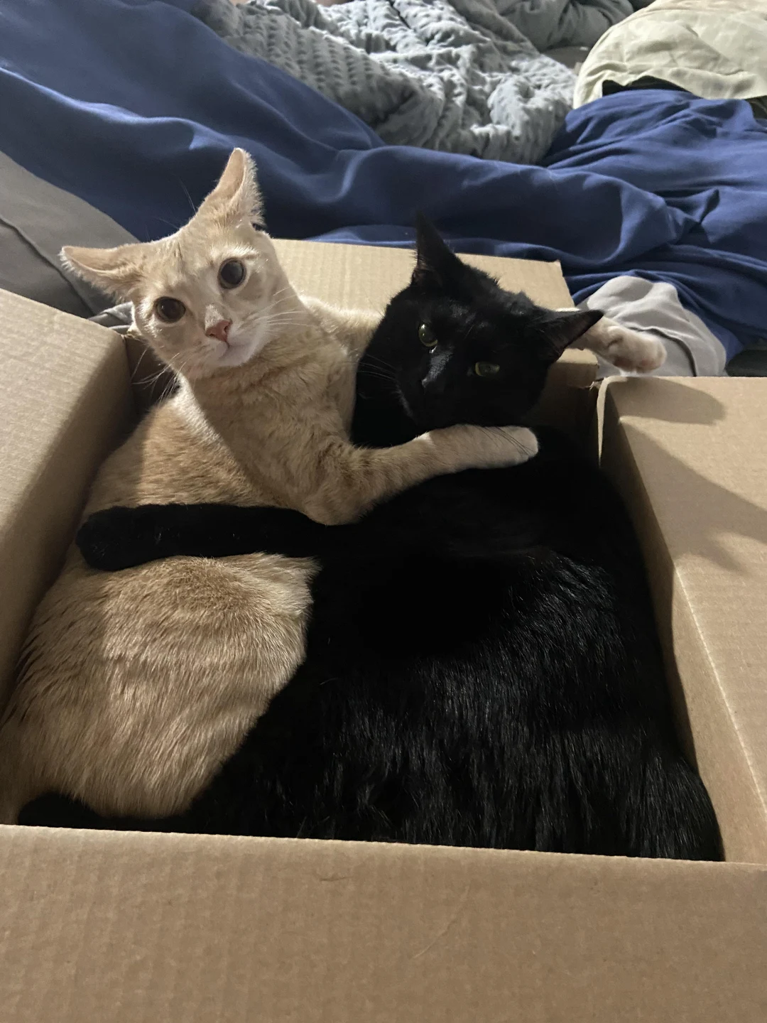 Double cat trap! | Scrolller