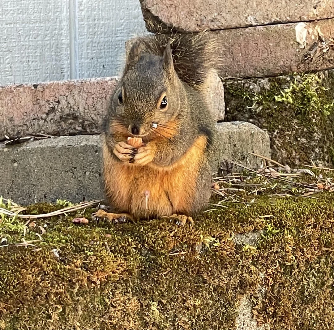 Help: what is this on this Douglas? | Scrolller